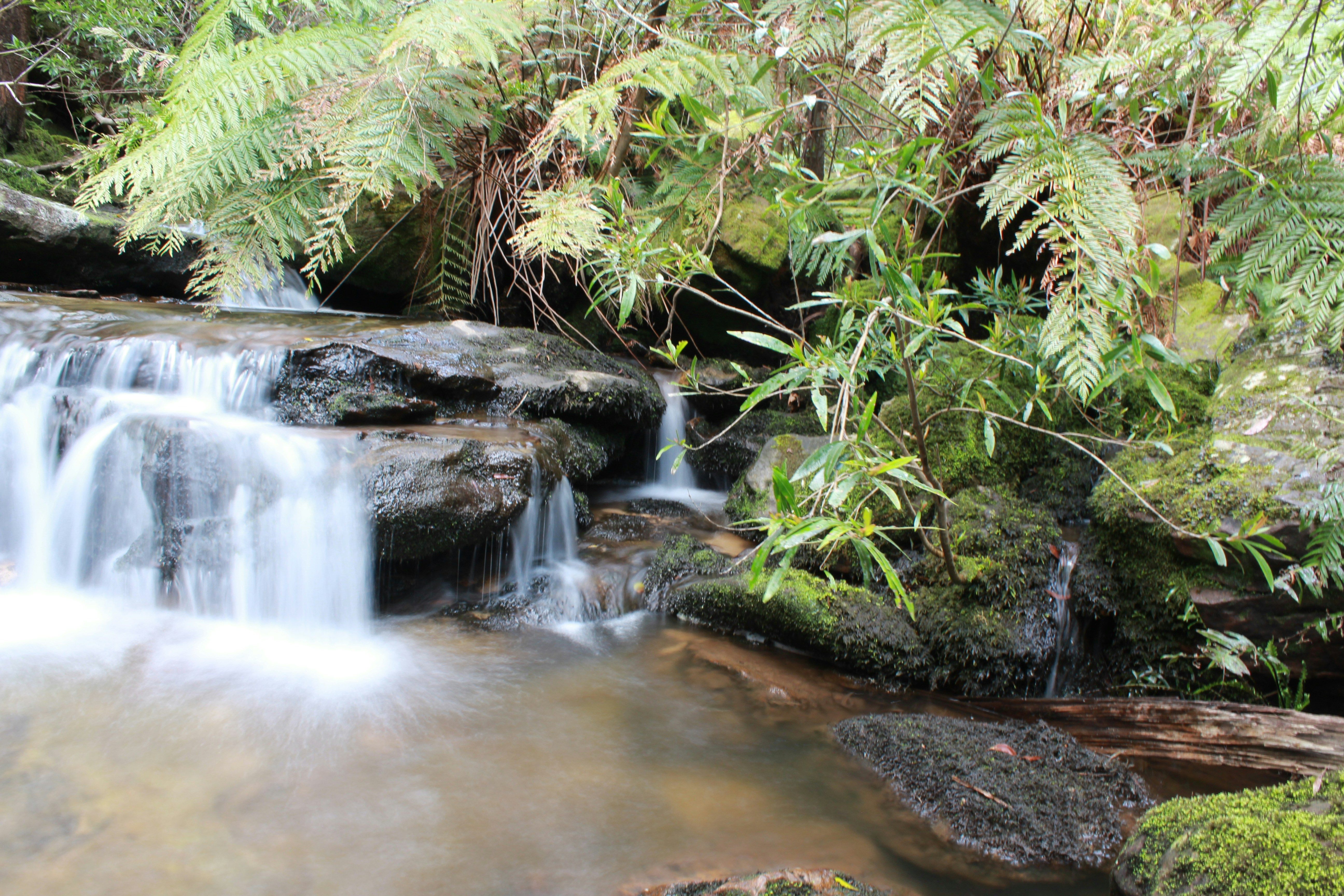 Gentle waterfall flowing over moss-covered rocks surrounded by lush green ferns.