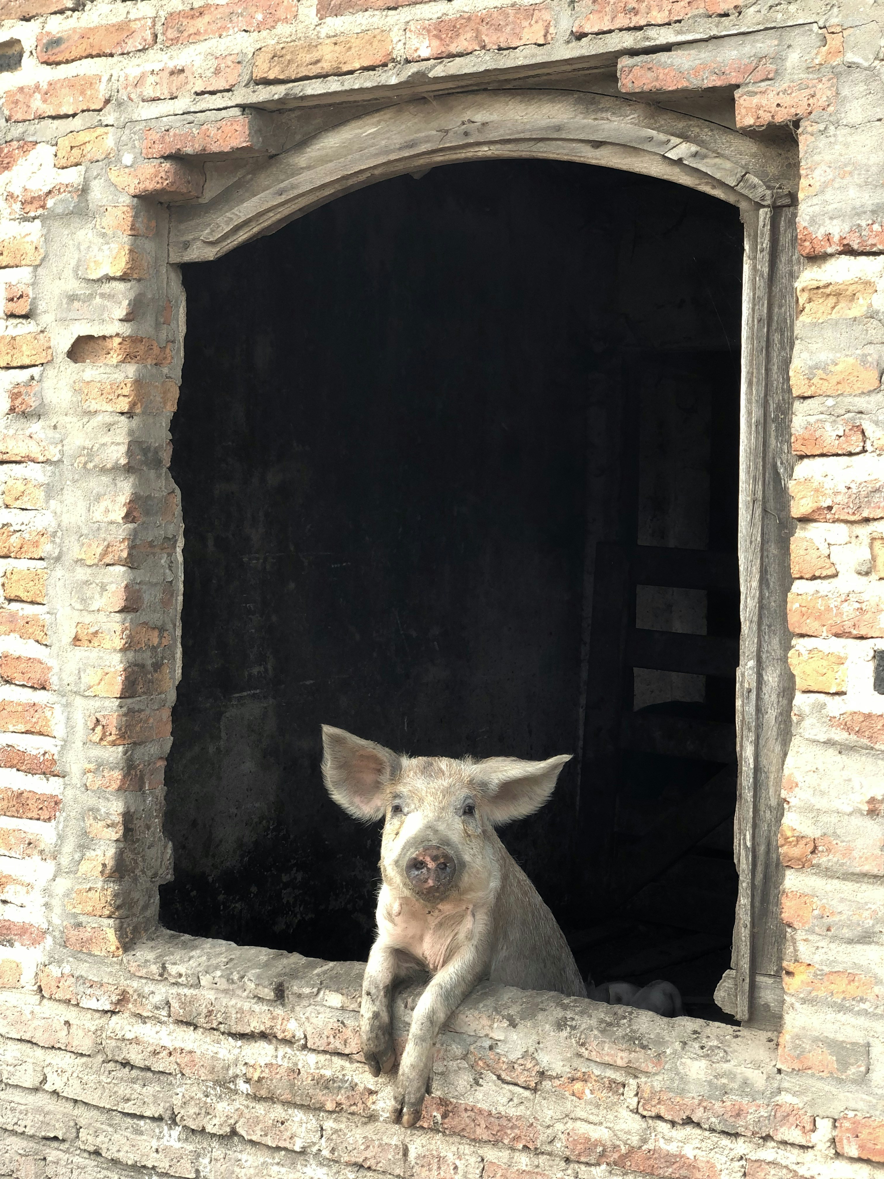 Piglet at the Brick-arched Window, a Quiet Gaze