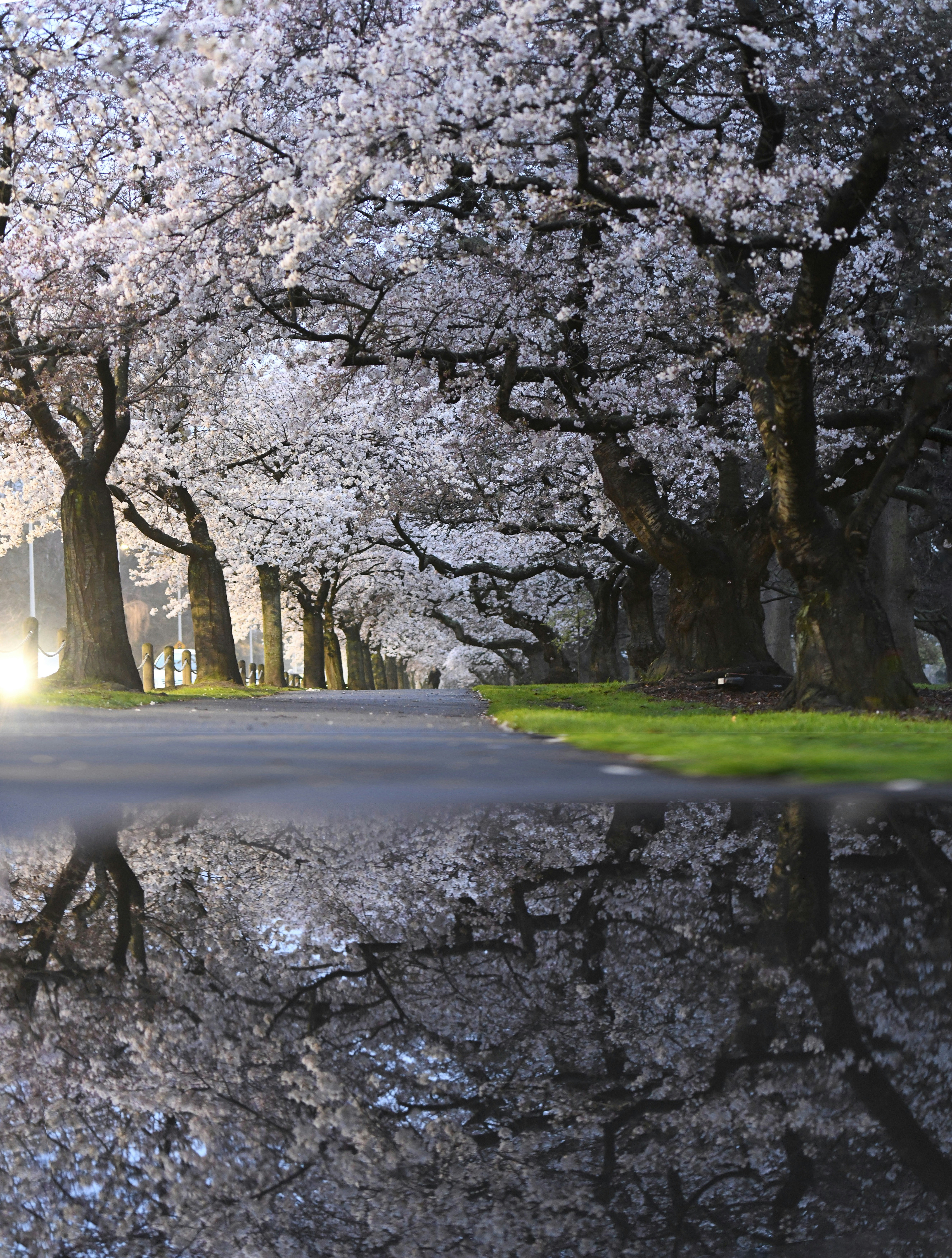 Petal-Canopy Avenue: The Quiet Path Reflected