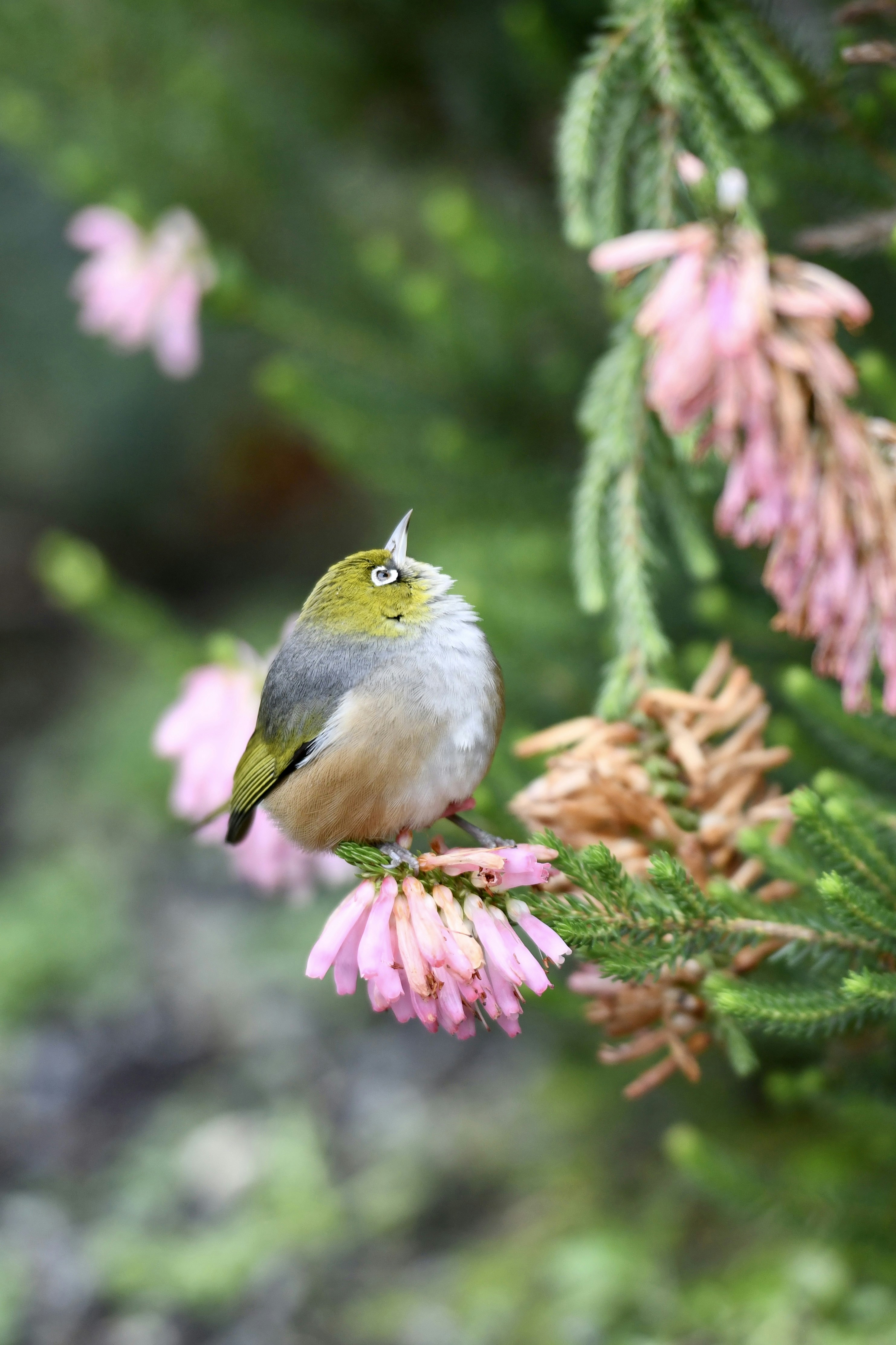 Olive-capped Passerine Perched on Pink Bloom Clusters