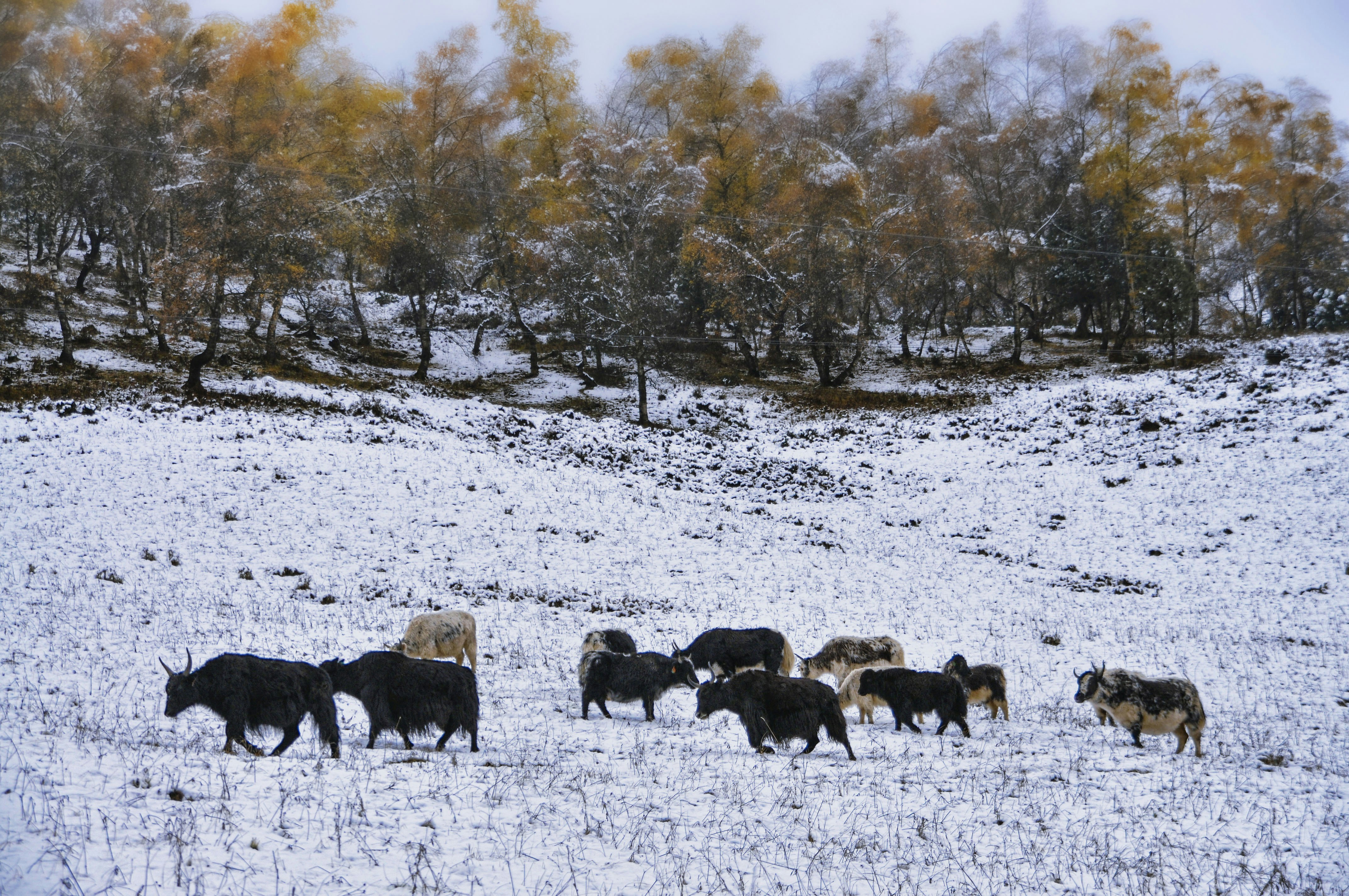 A herd of animals in a snowy field photo – Free Wild yak Image on Unsplash