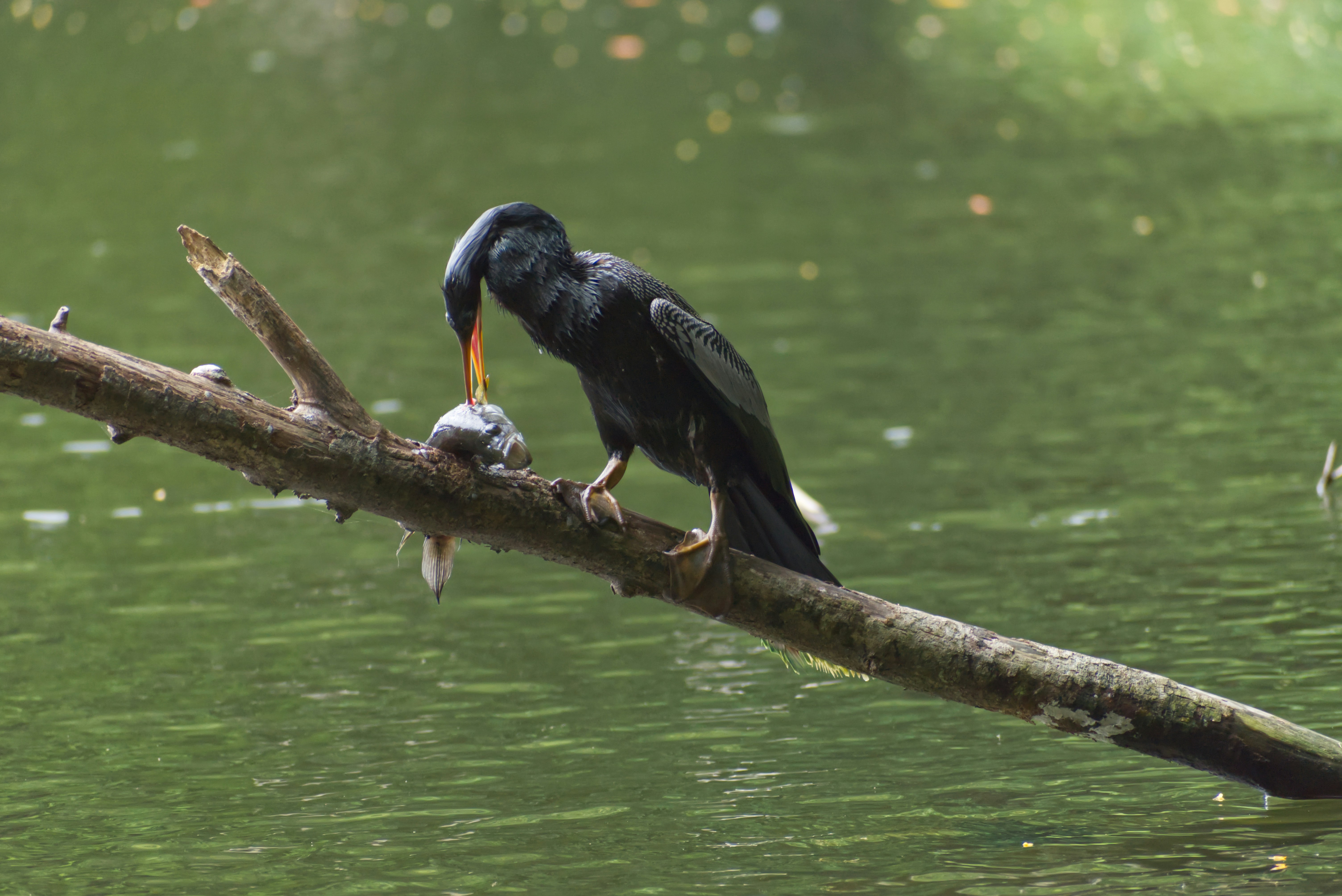 Cormorant perched on a branch, skillfully holding a fish in its beak above a tranquil water surface.