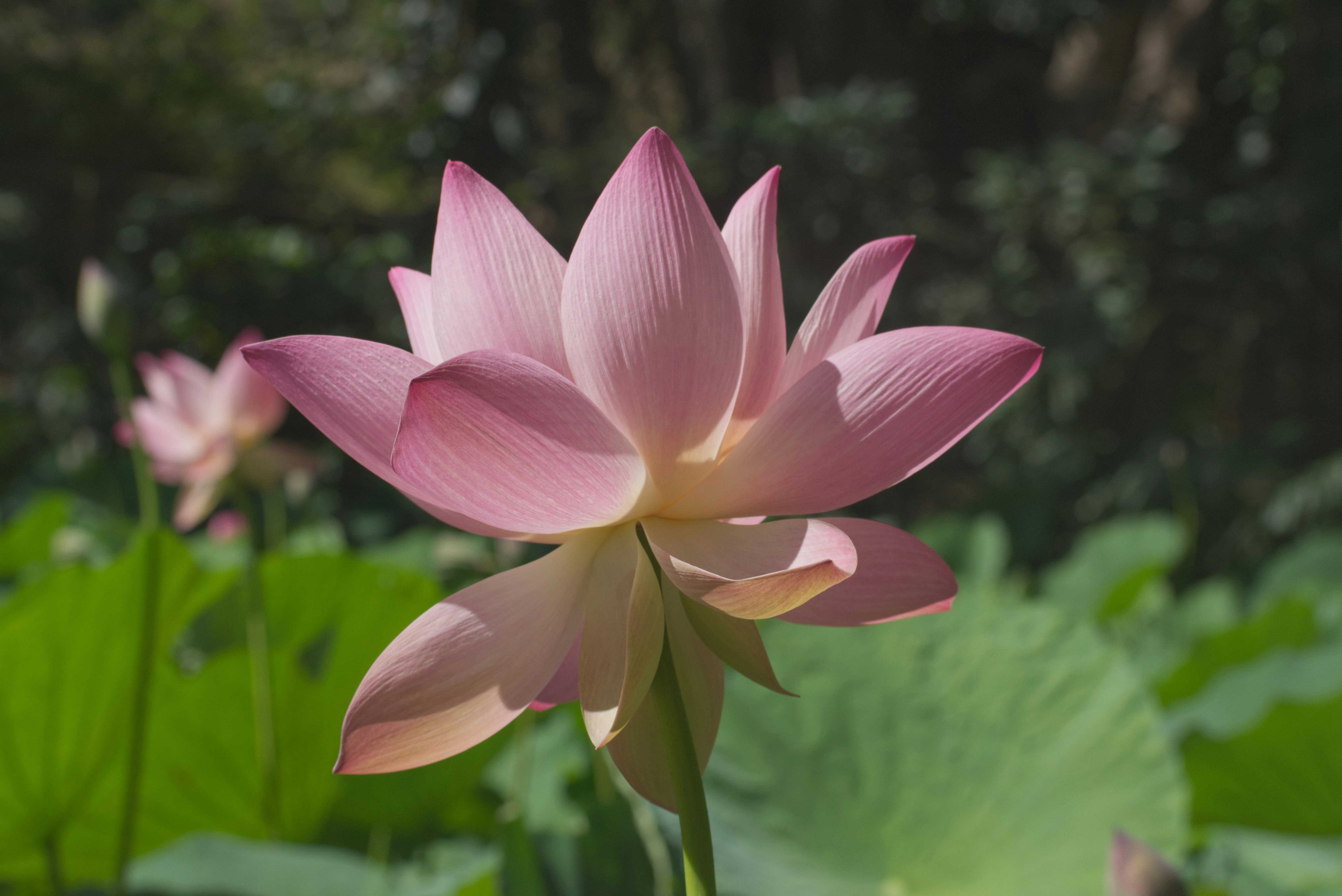 Lotus Flower