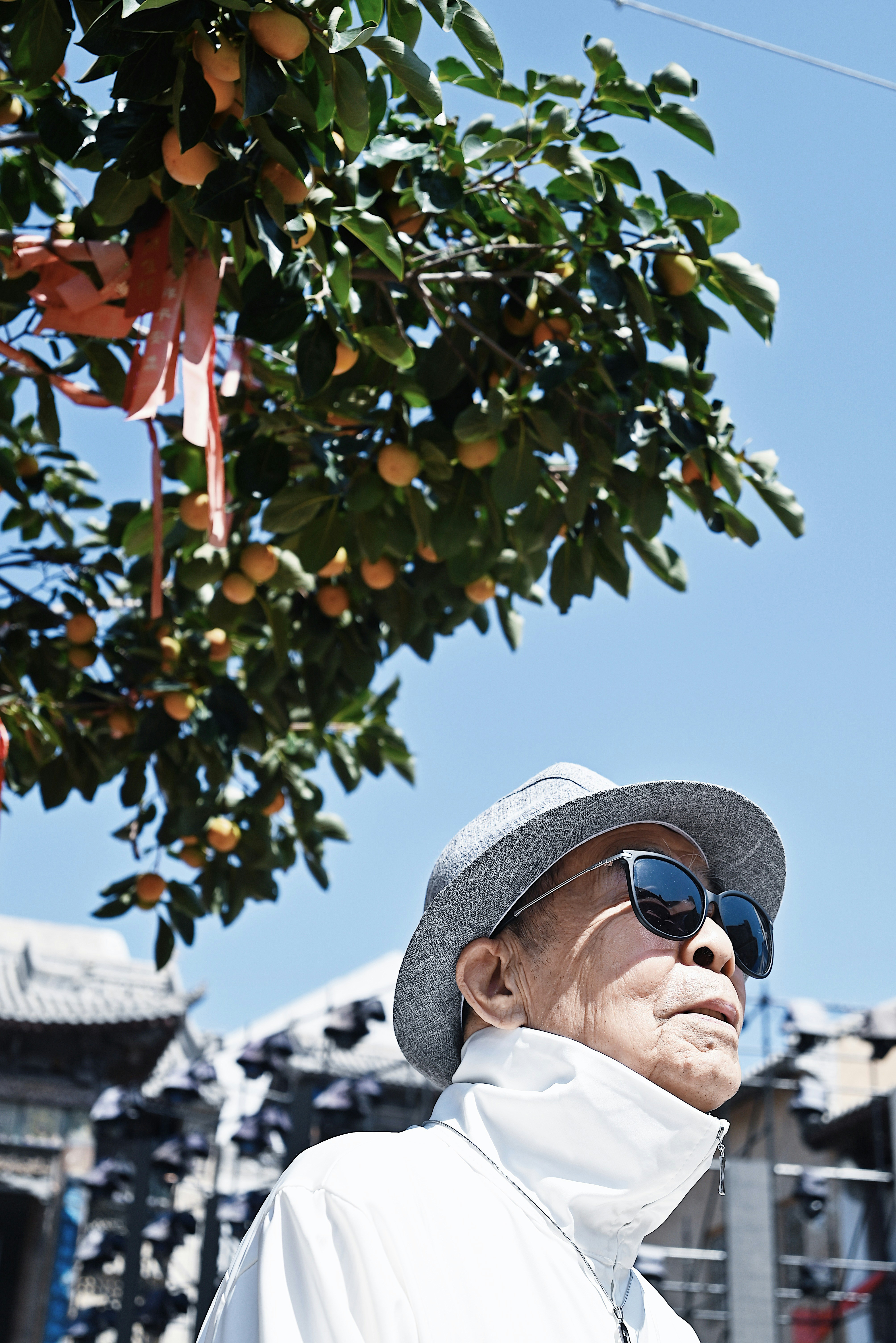 Under the Orange Canopy: A Quiet Gaze in Sunlit Citrus Shade