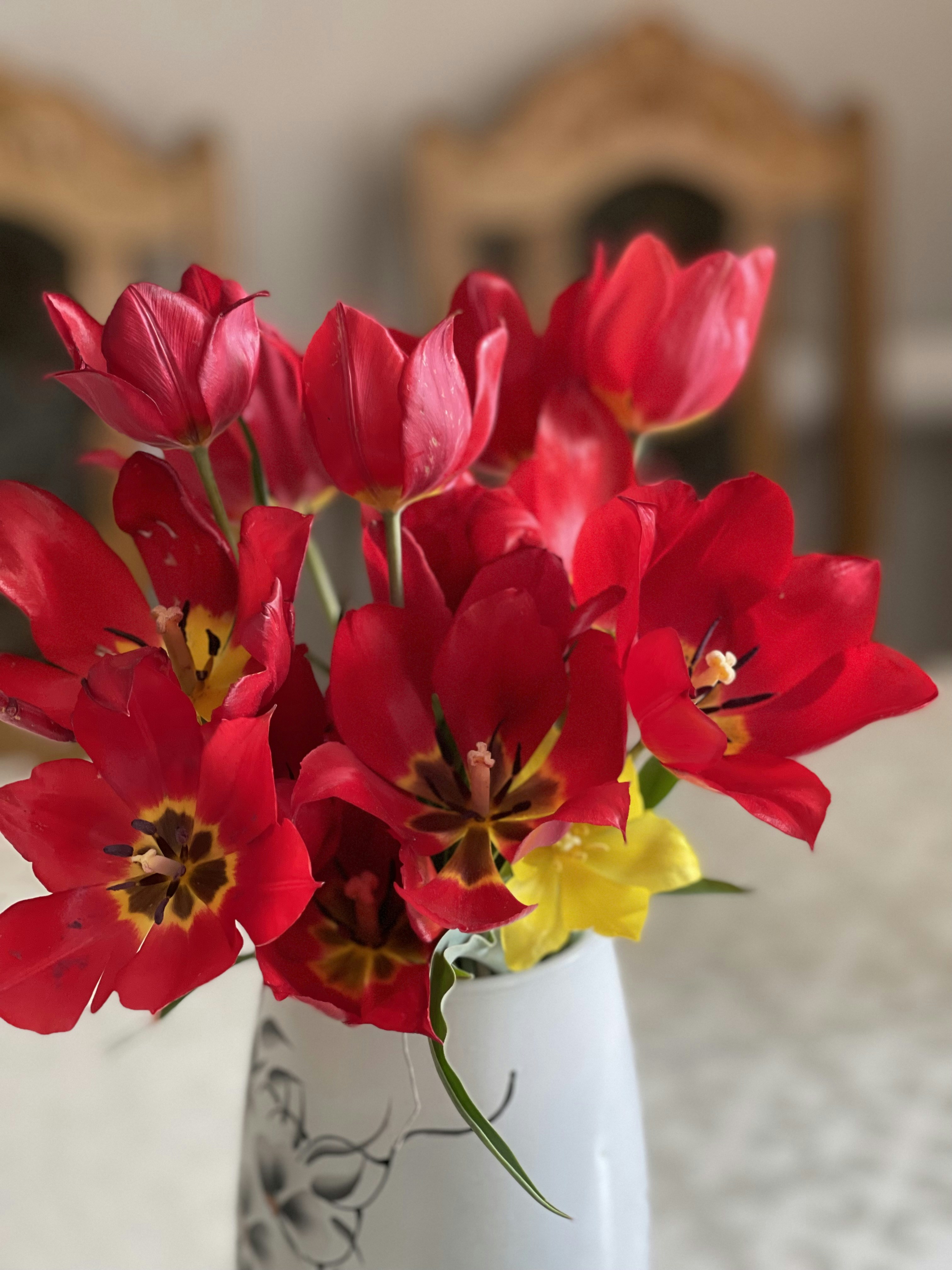 A vase of red flowers photo – Free Plant Image on Unsplash