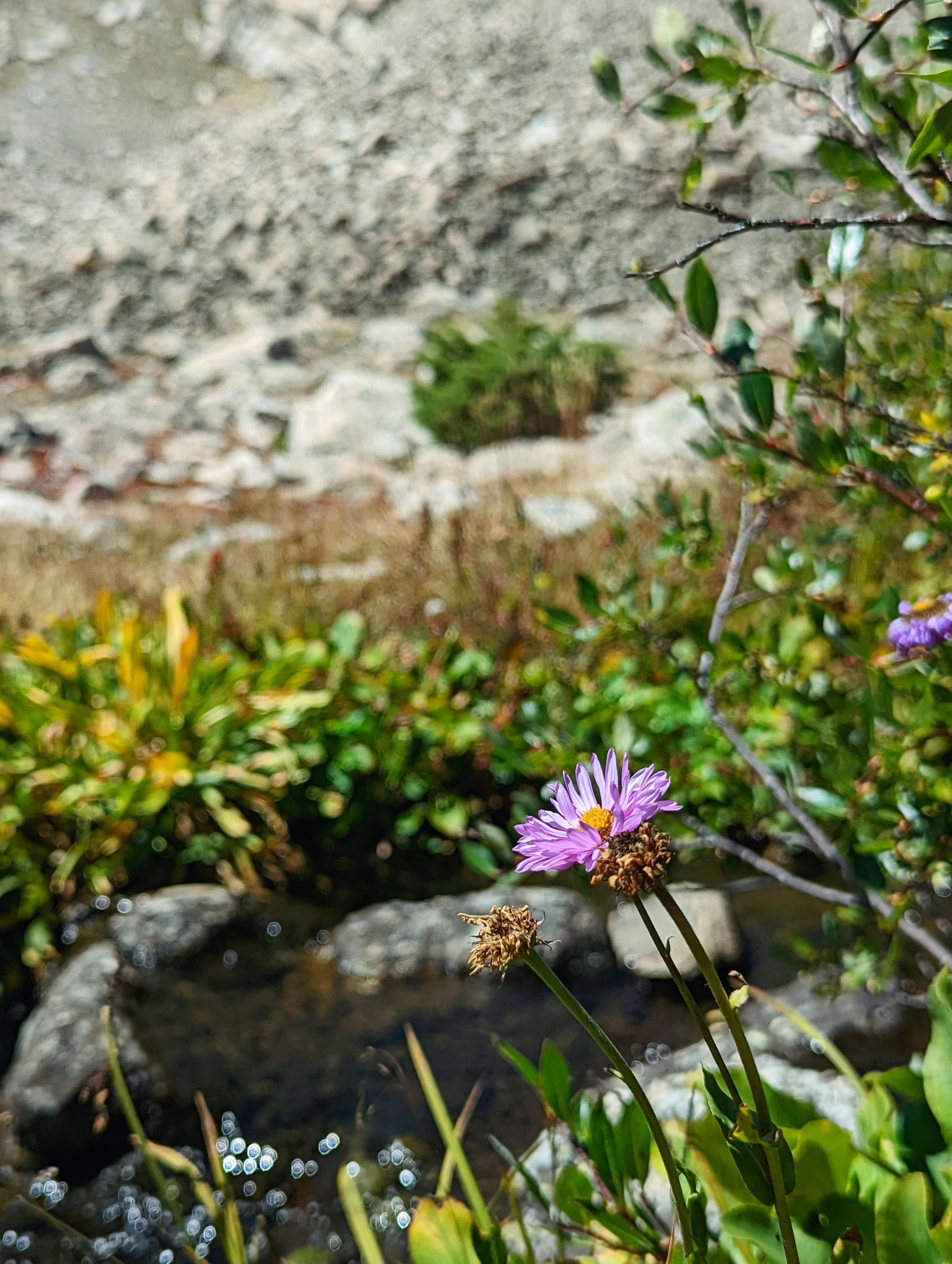 A flower next to a gentle stream up high in the Colorado mountains.