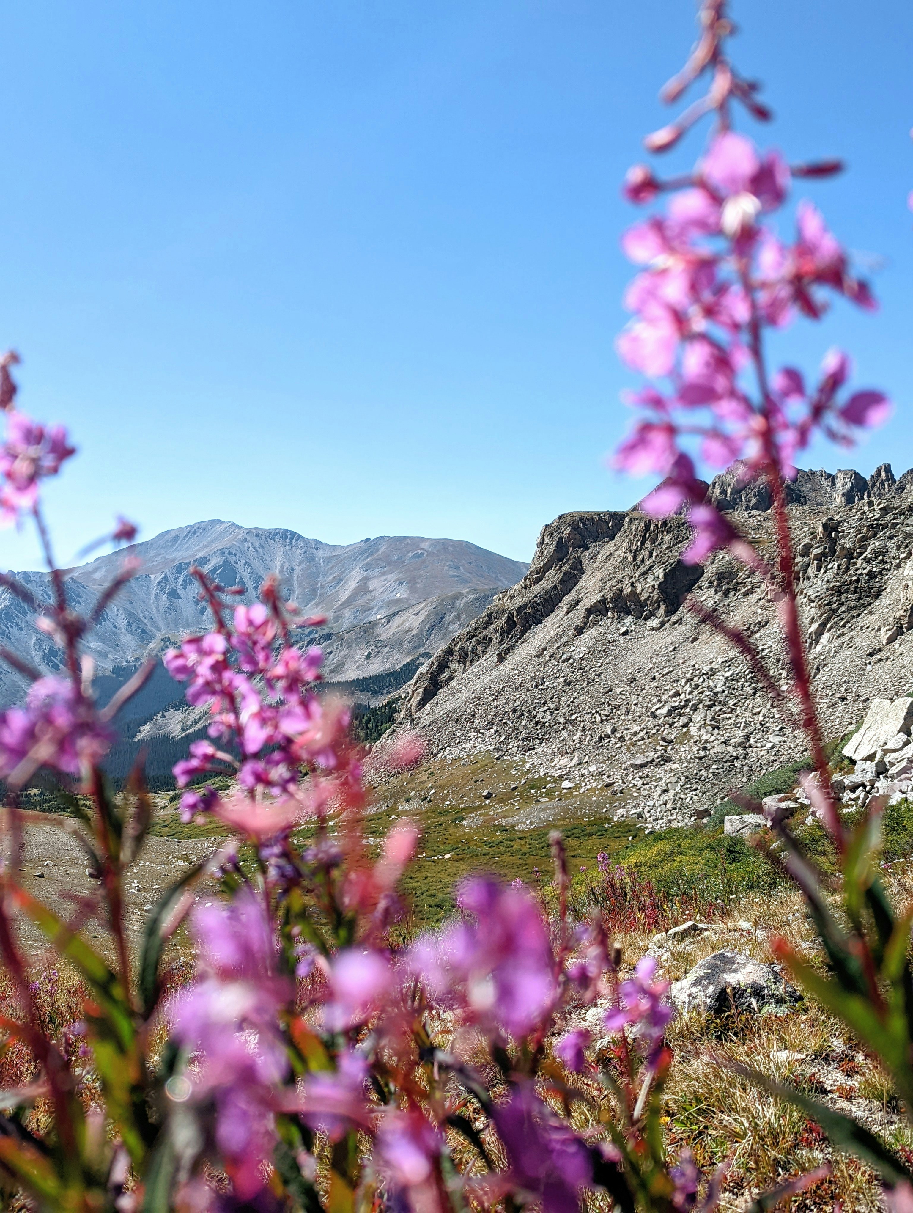Some pink flowers looking out across Horn Fork Basin in Colorado high up in the mountains.
