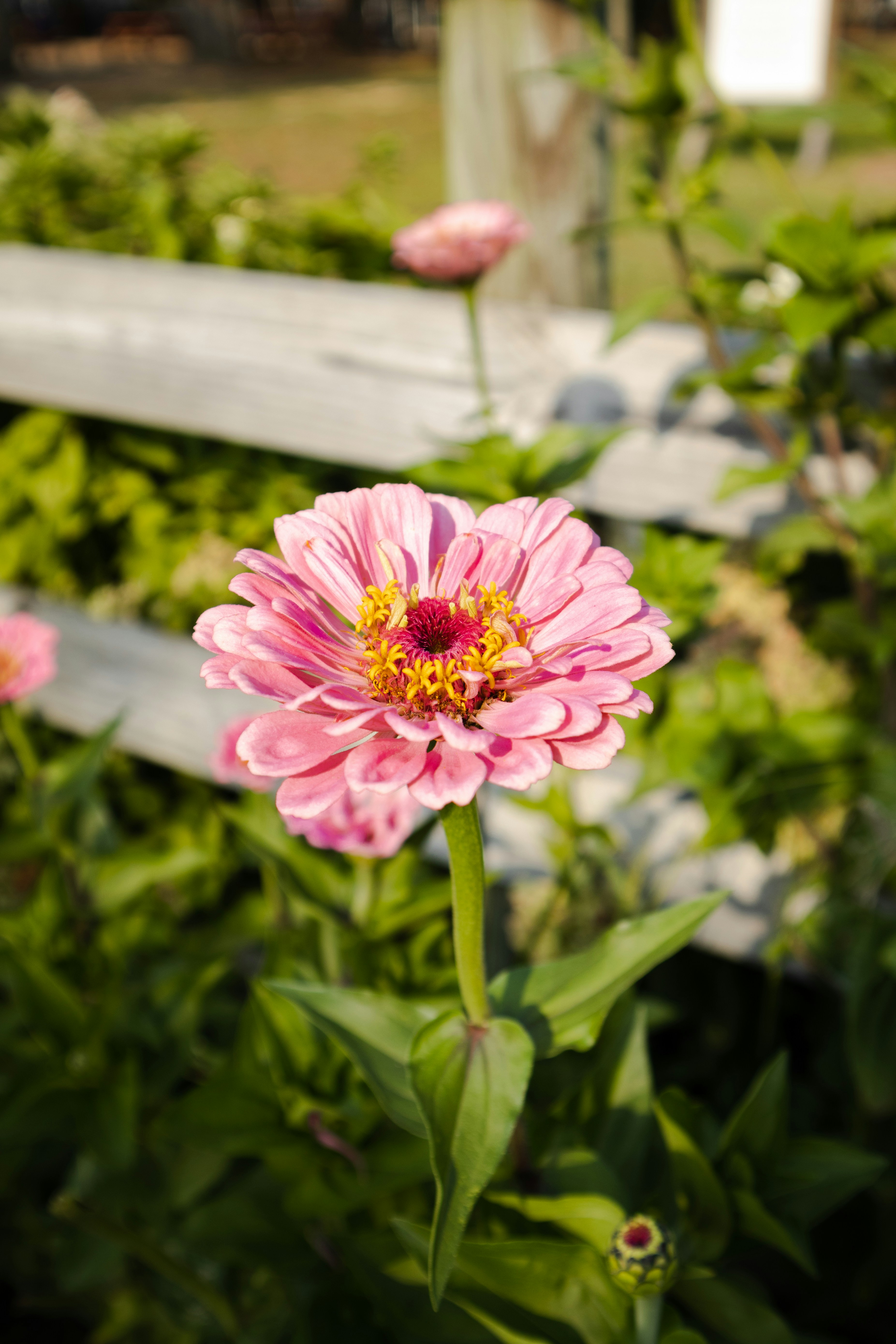 Centerstage Pink Zinnia: Sharp Floral Detail Amid Garden Blur