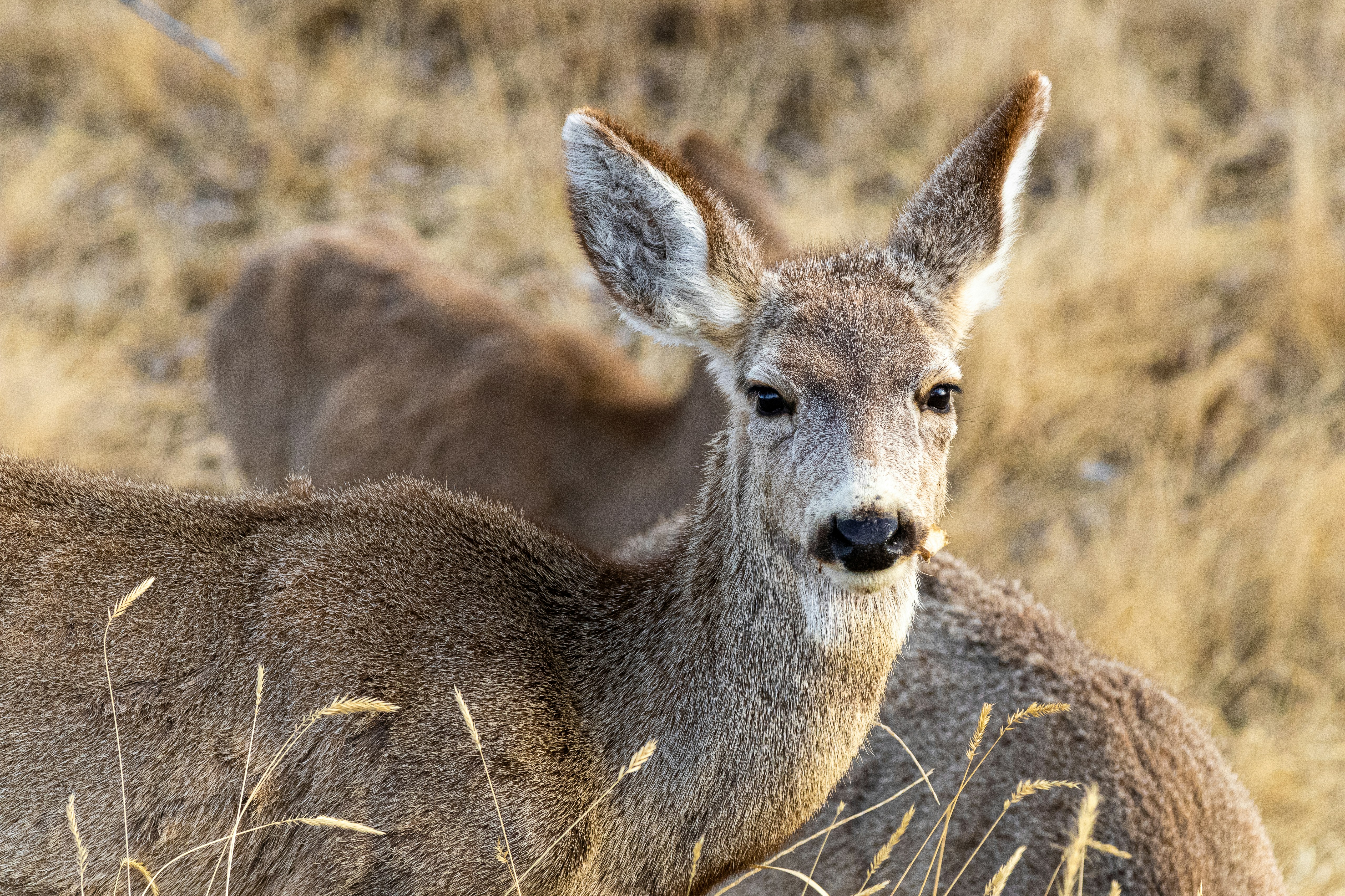 A curious deer gazes directly at the viewer amidst a backdrop of golden grasses. The soft focus on the background highlights its serene presence.