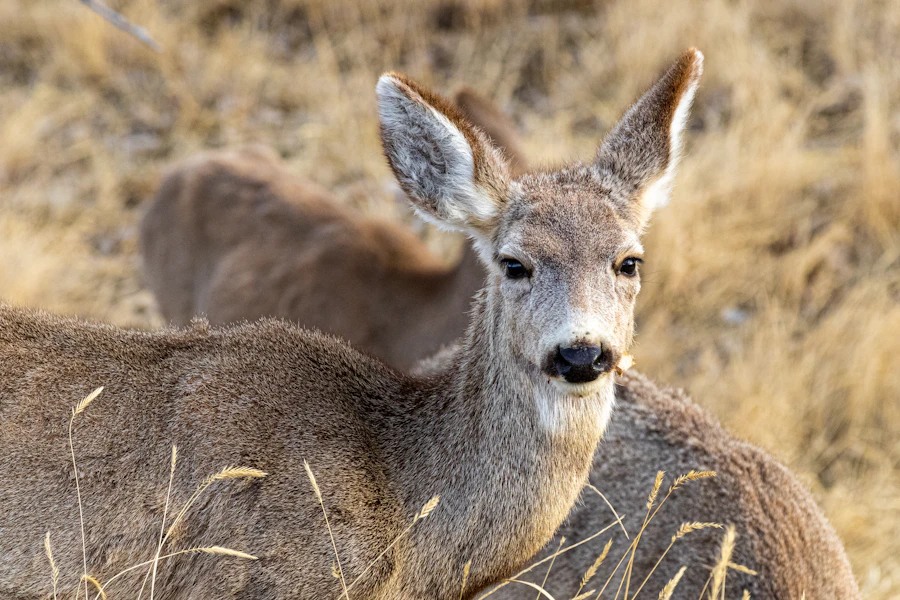 A young deer stands in tall golden grass with another deer blurred in the background. Its ears are upright and it faces the camera.