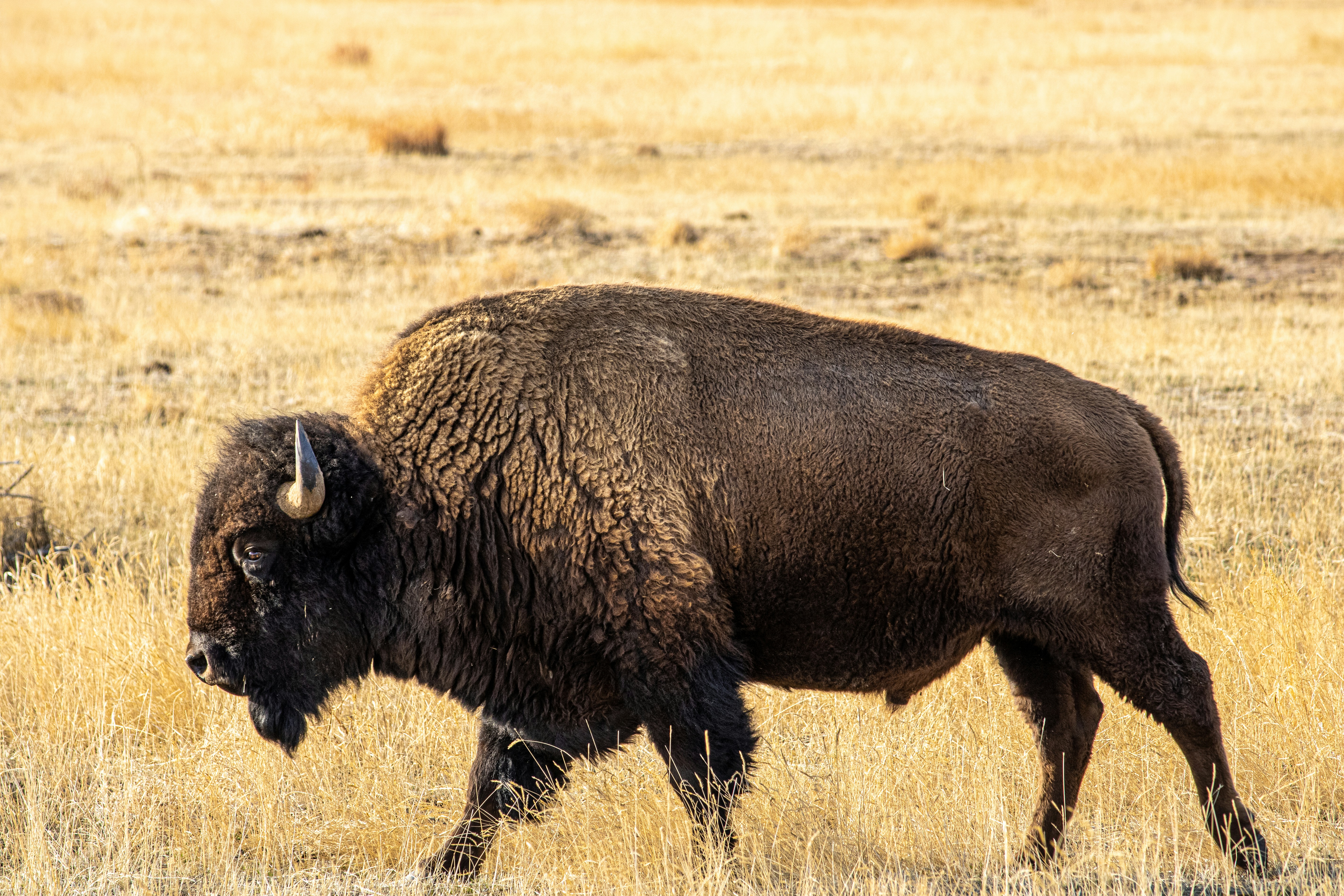 A buffalo walking in a field photo – Free Rocky mountain arsenal ...