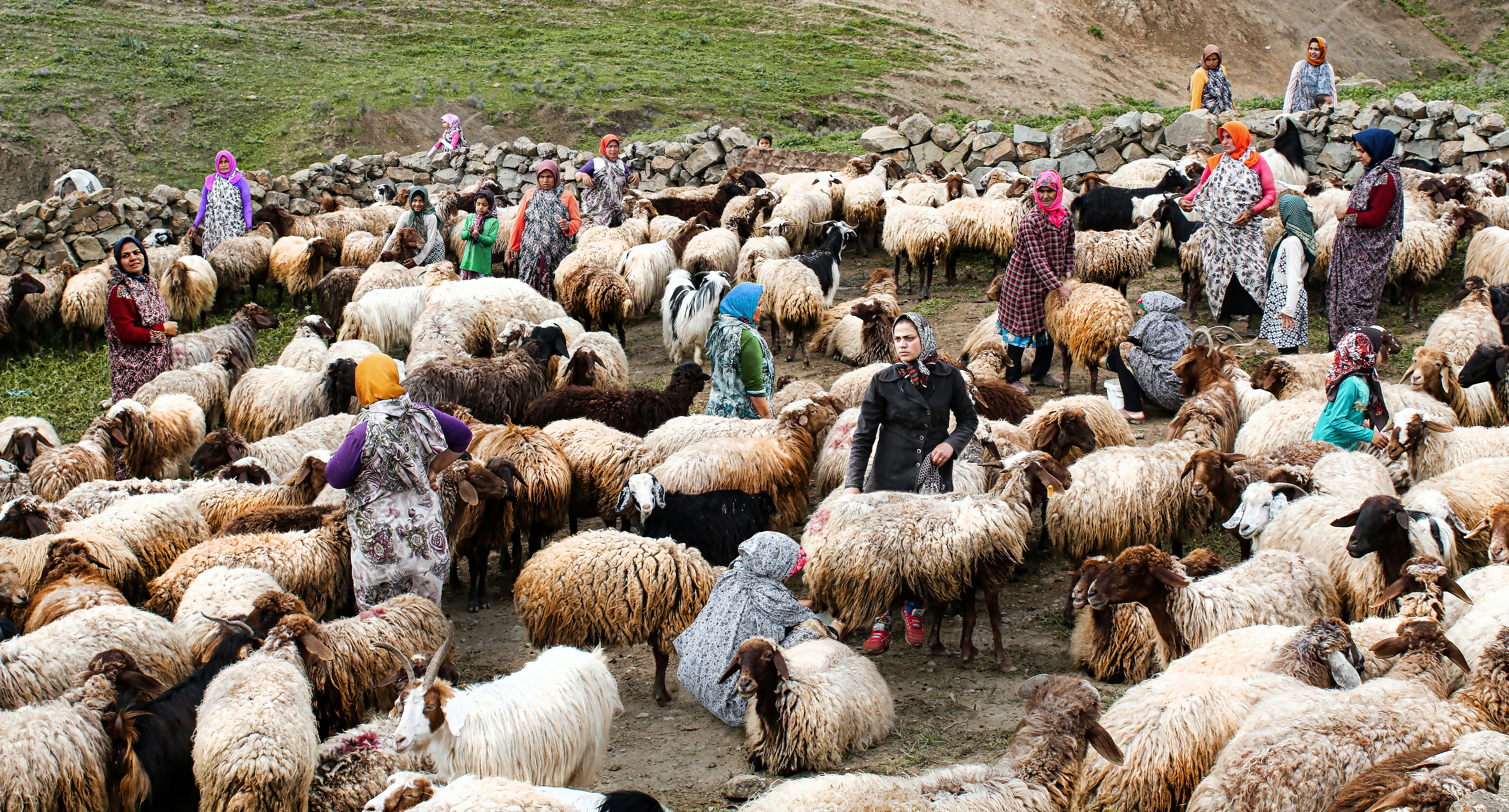 Crowded Pasture: A Village Herding Scene Amid Colorfully Dressed Shepherds