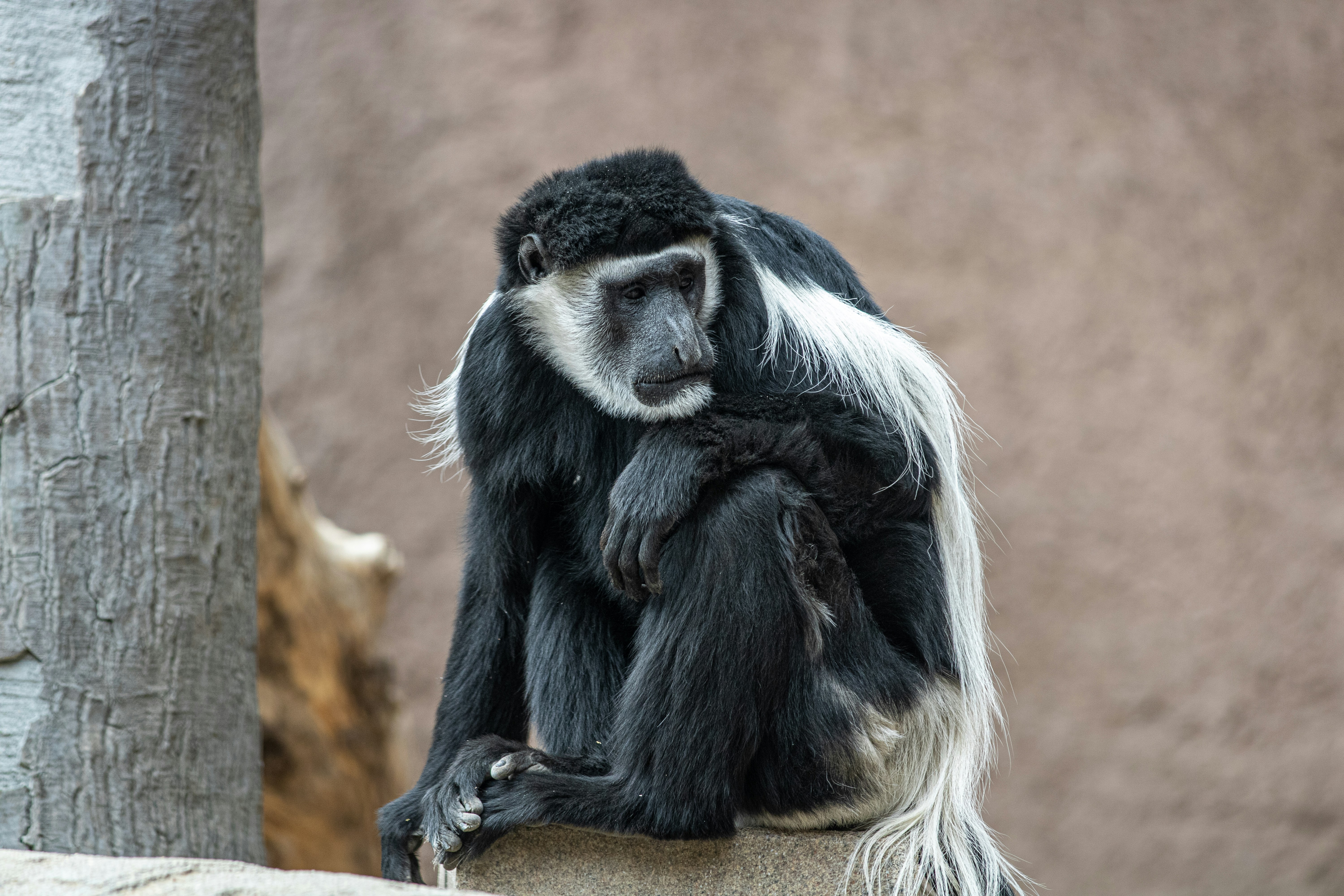 A monkey sitting on a tree photo – Free Denver zoo Image on Unsplash