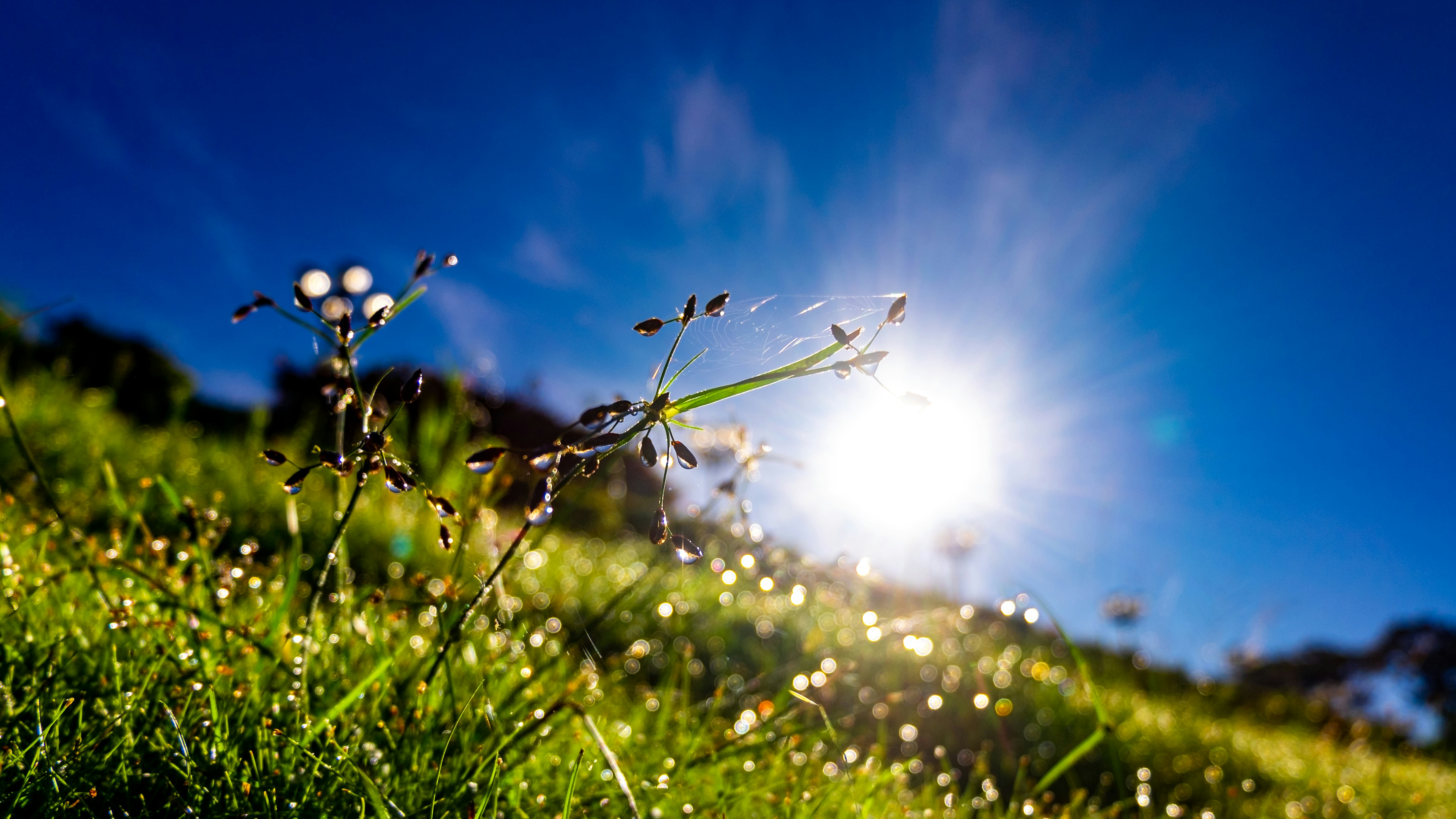 Delicate grass blades adorned with morning dew glisten under the bright sun, creating a serene atmosphere in a lush green landscape.
