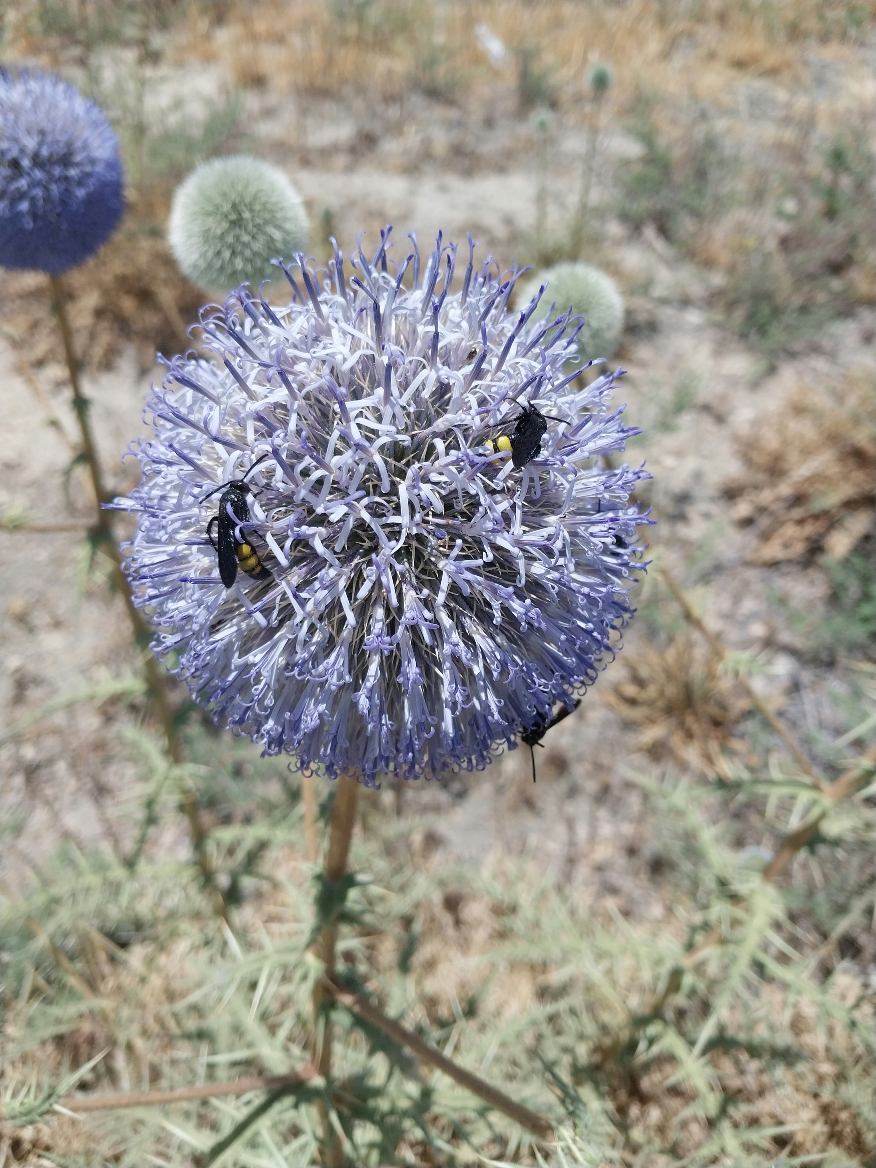 Purple Allium Crown Entwined by Bees in a Sun-Baked Meadow