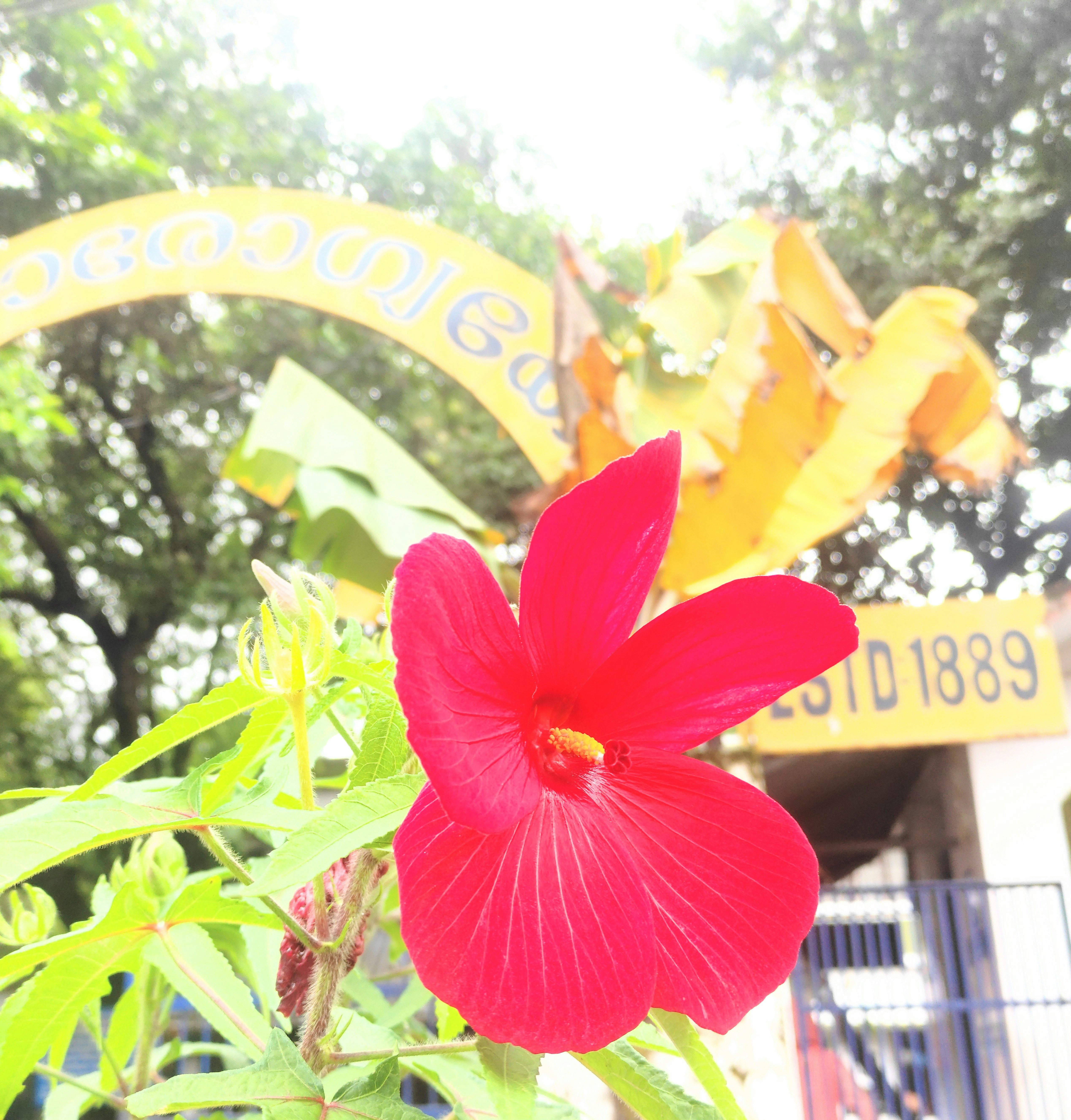 Crimson Petal Framed by a Sunlit Gate