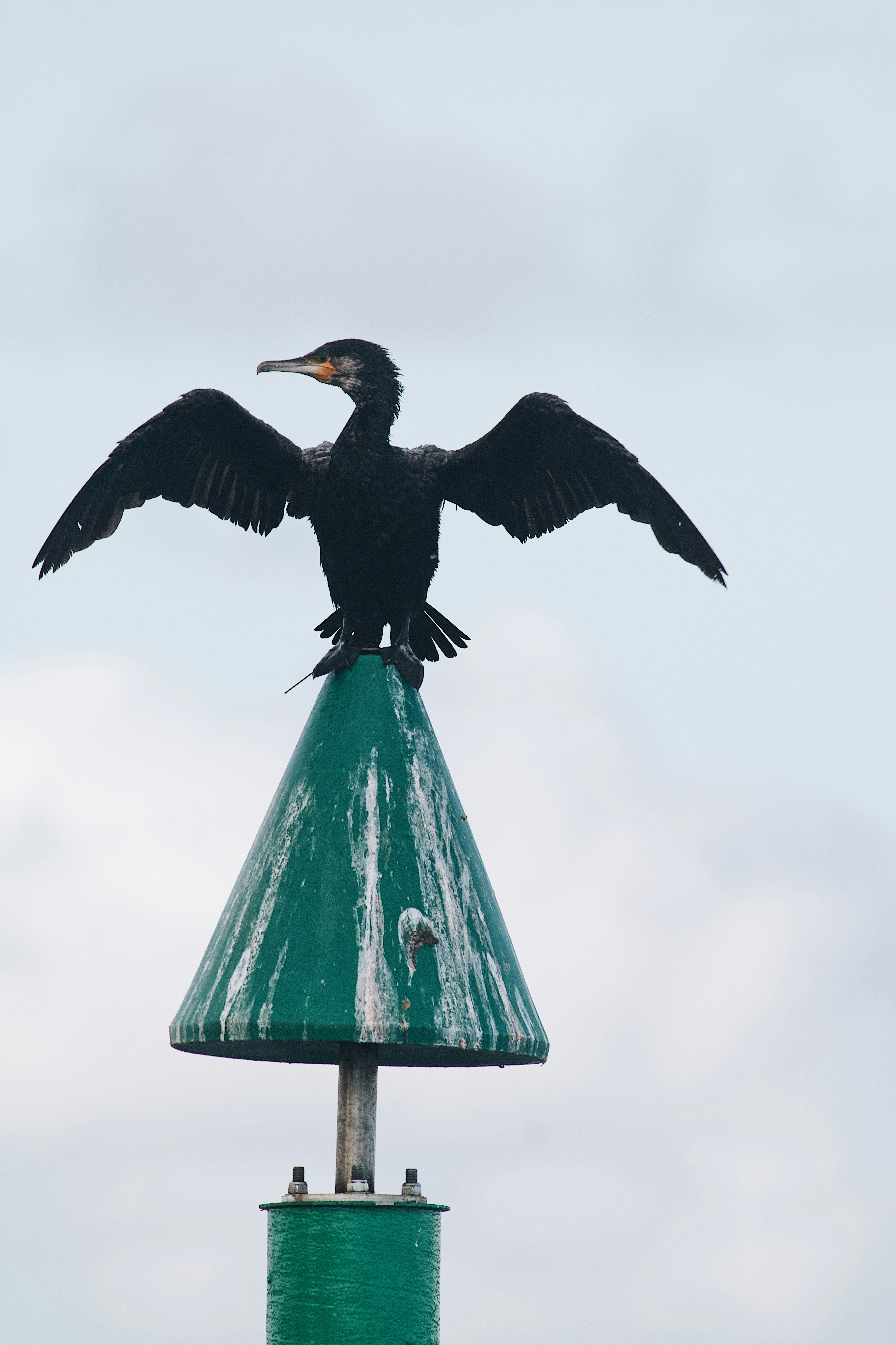 Black cormorant in mid-wing span atop a weathered green beacon