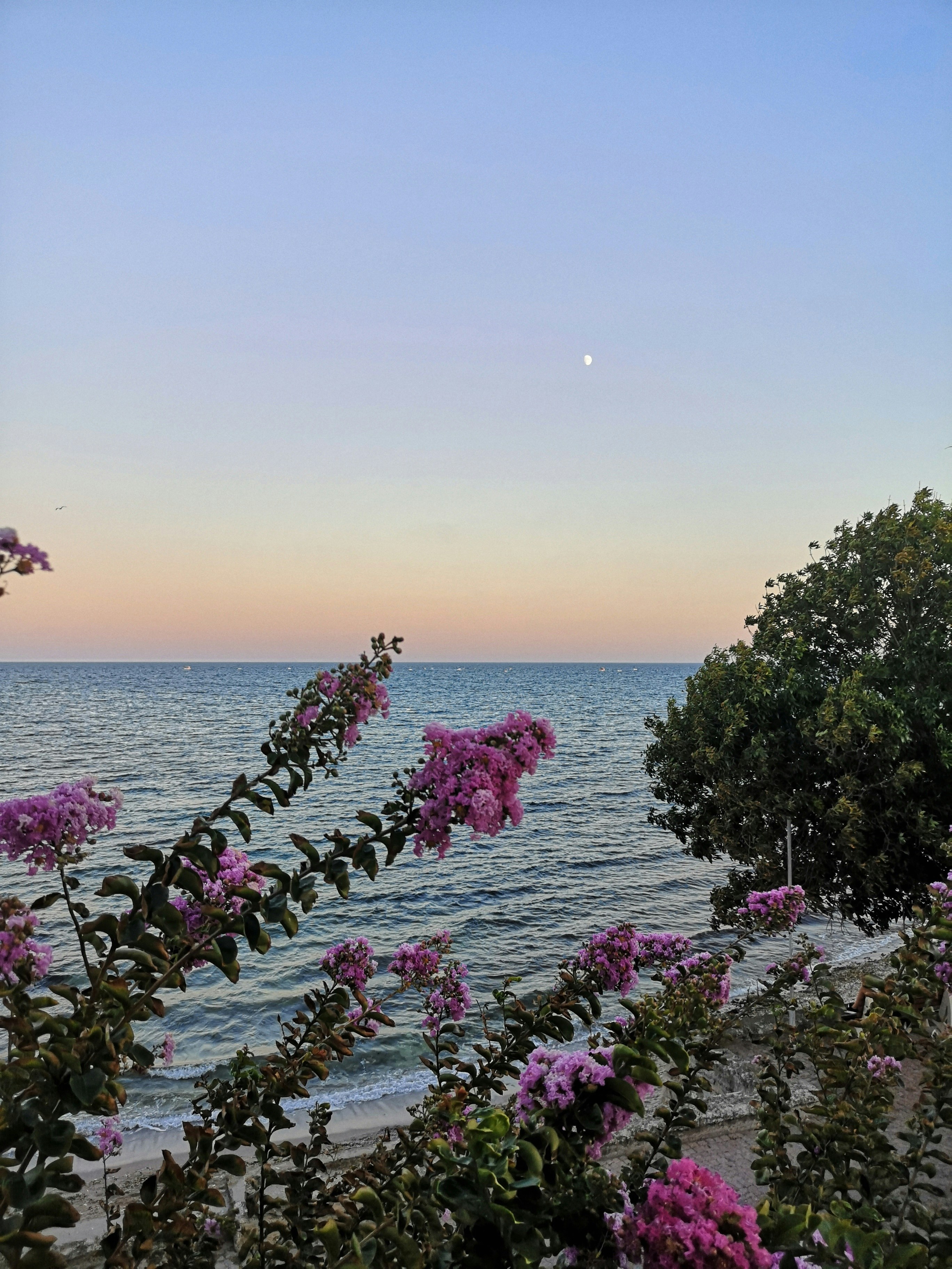 Horizon Kissed by Lavender Coastal Blooms