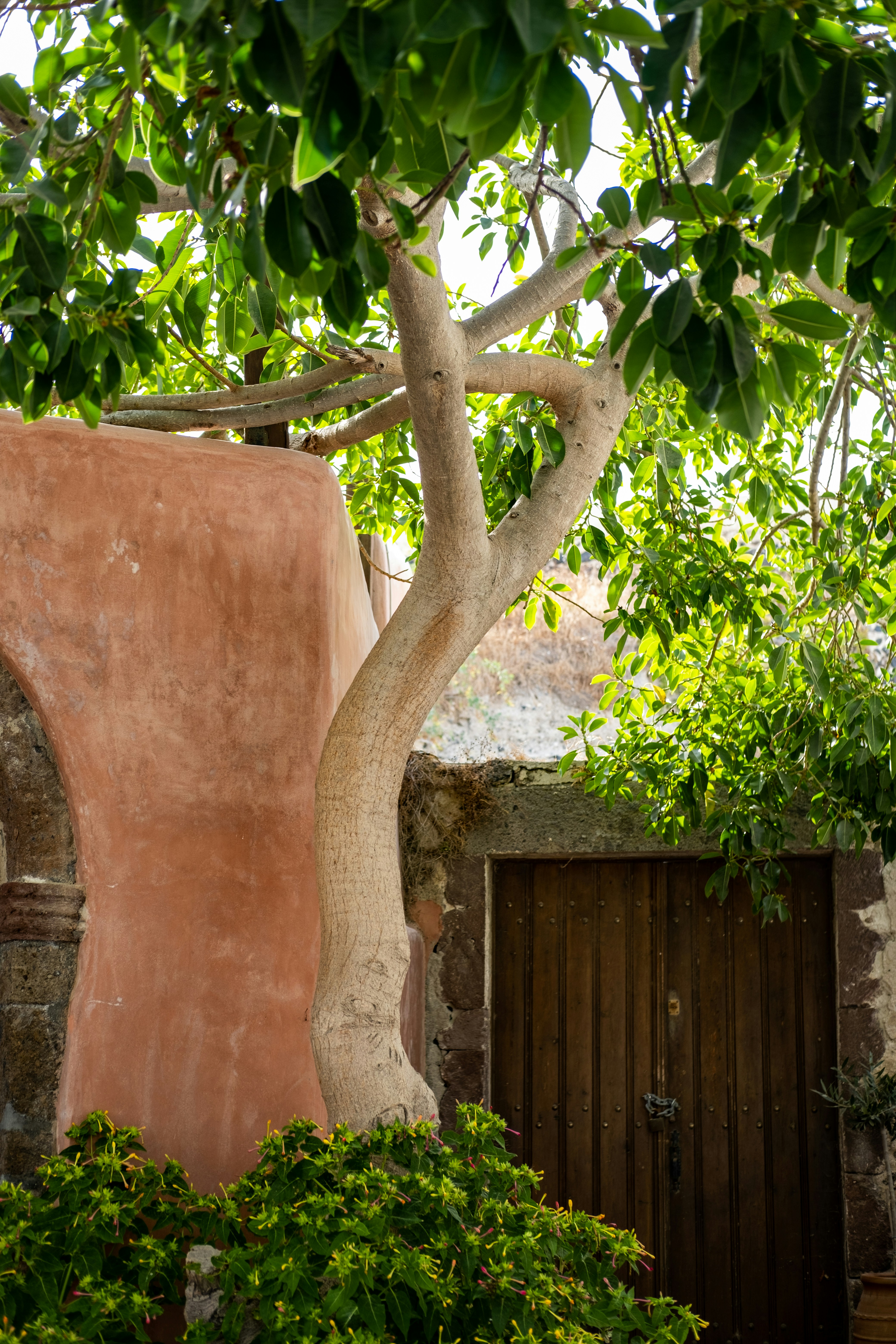 Sinuous Trunk, Sunlit Canopy: A Quiet Doorway in Verdant Shade