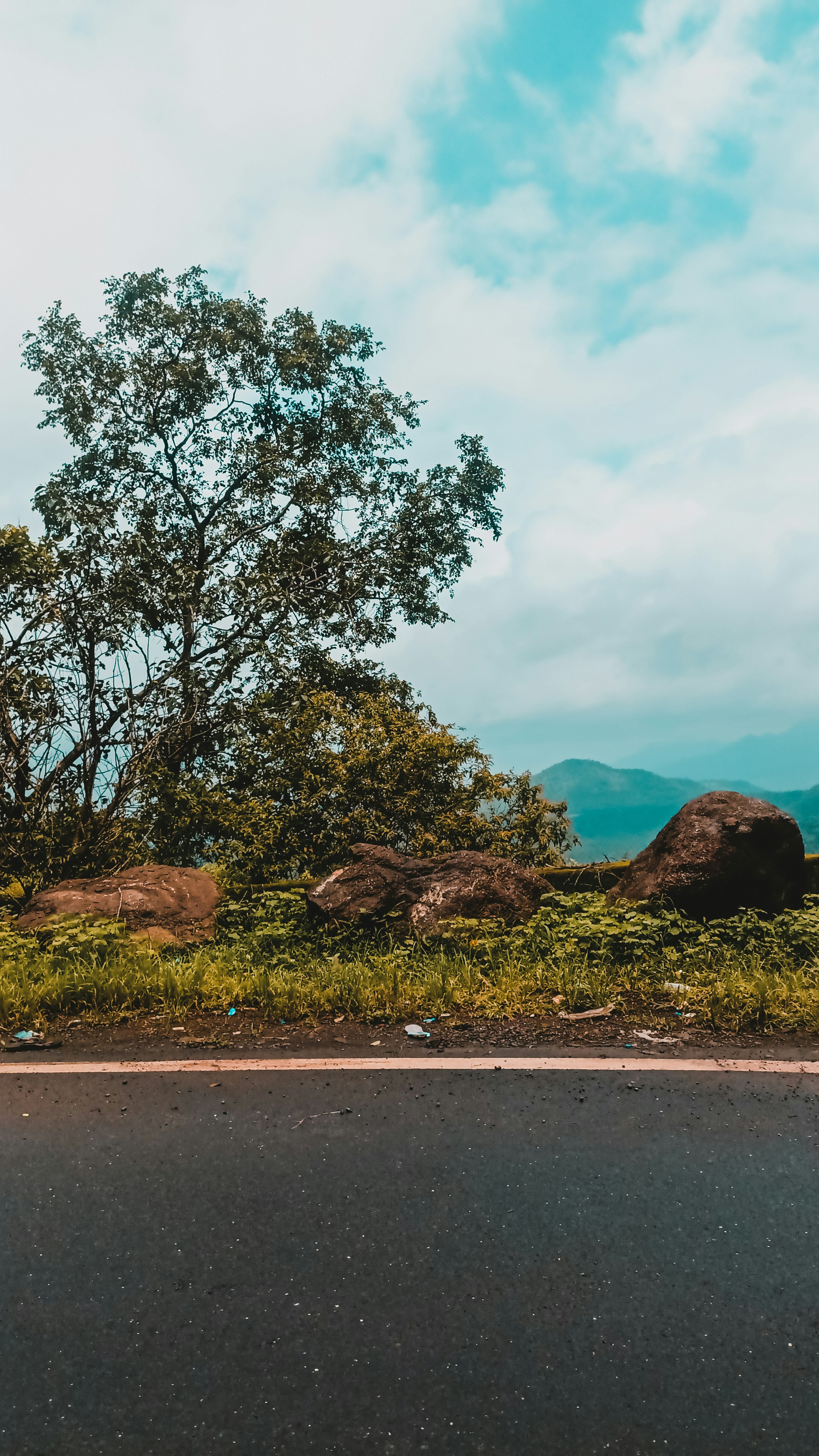 Guardians of the Roadside: A Lone Tree by the Quiet Horizon