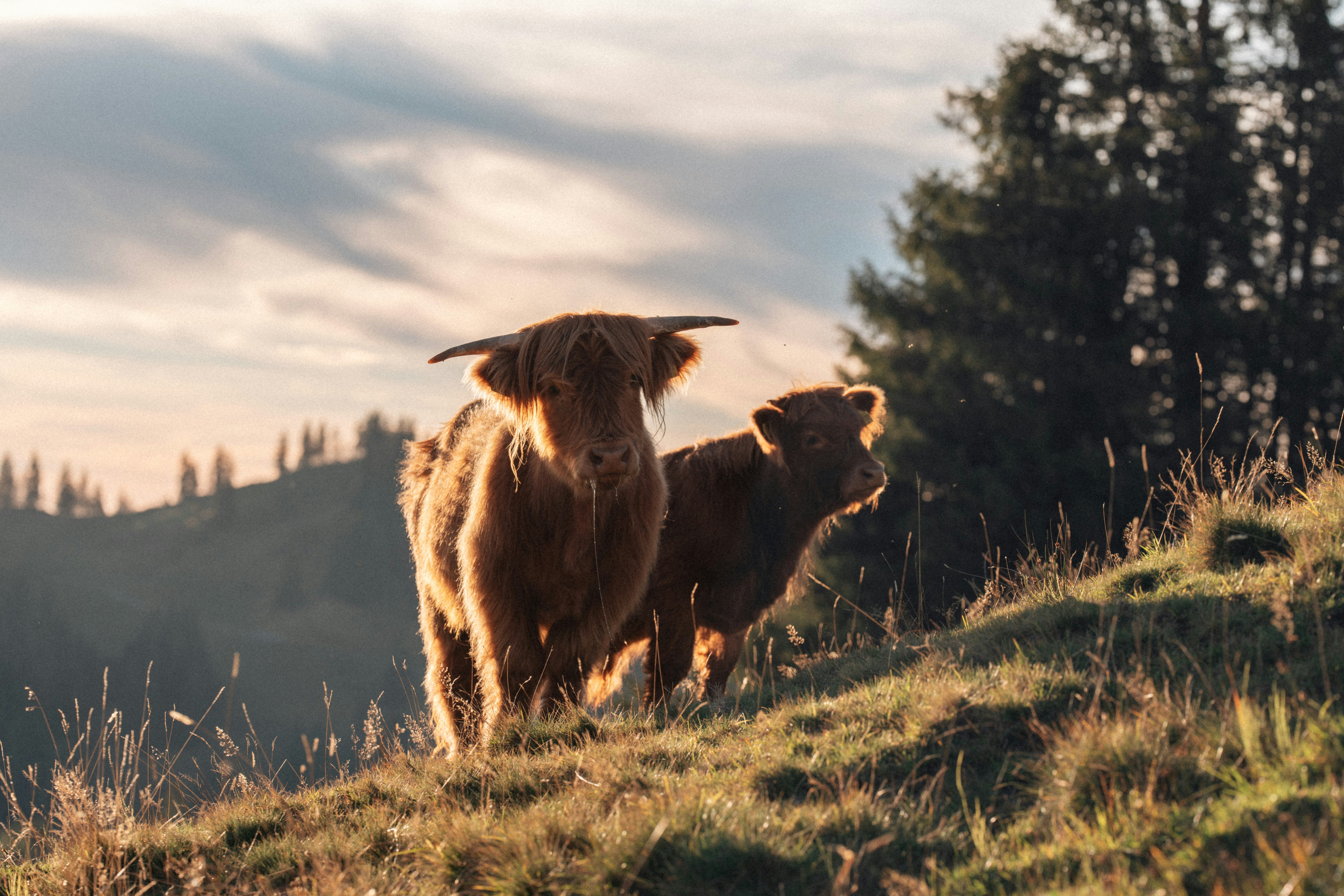 The Highland Walk: Two Coats on a Sunset Ridge