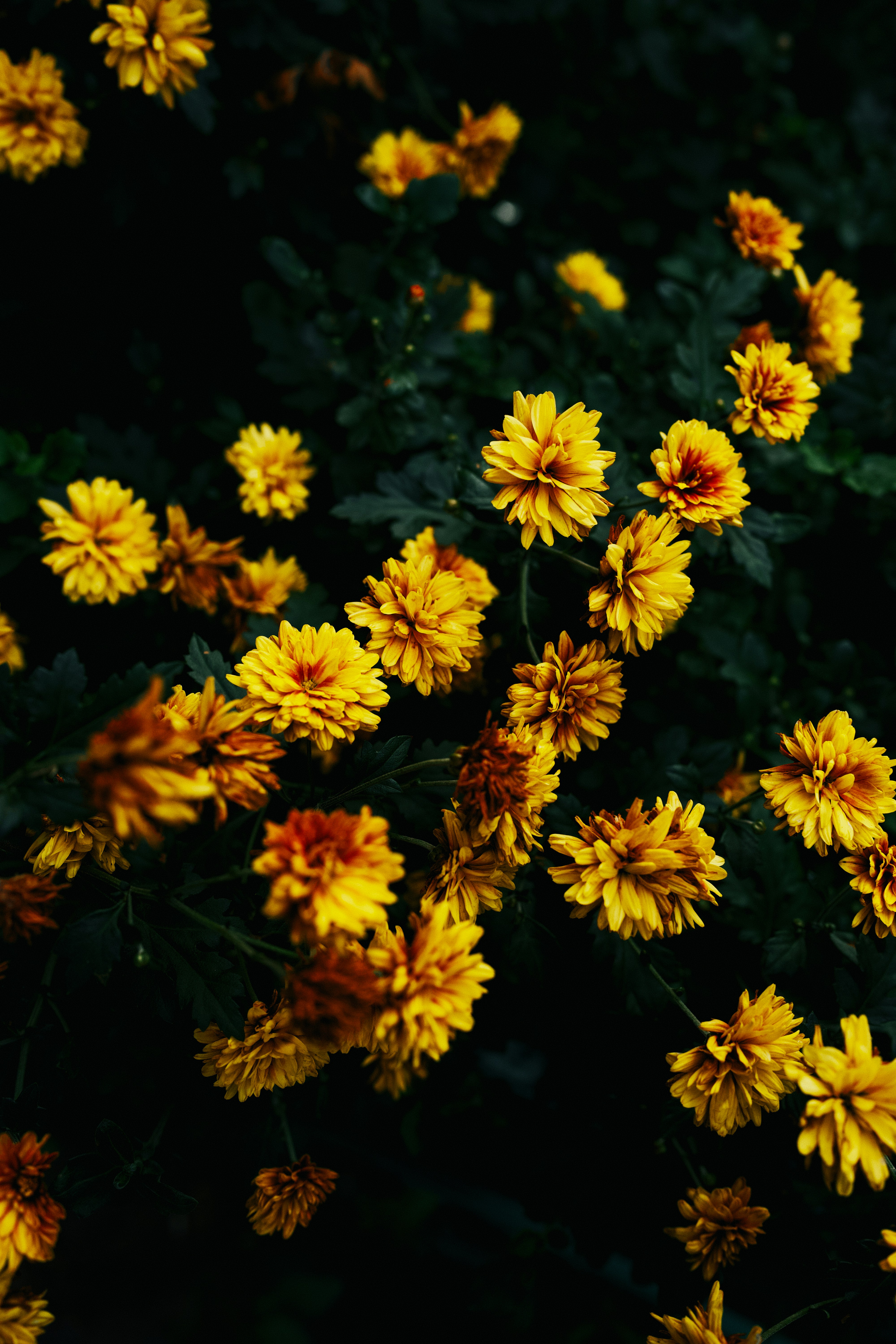Ammon Flowers Pictures | Download Free Images on Unsplash