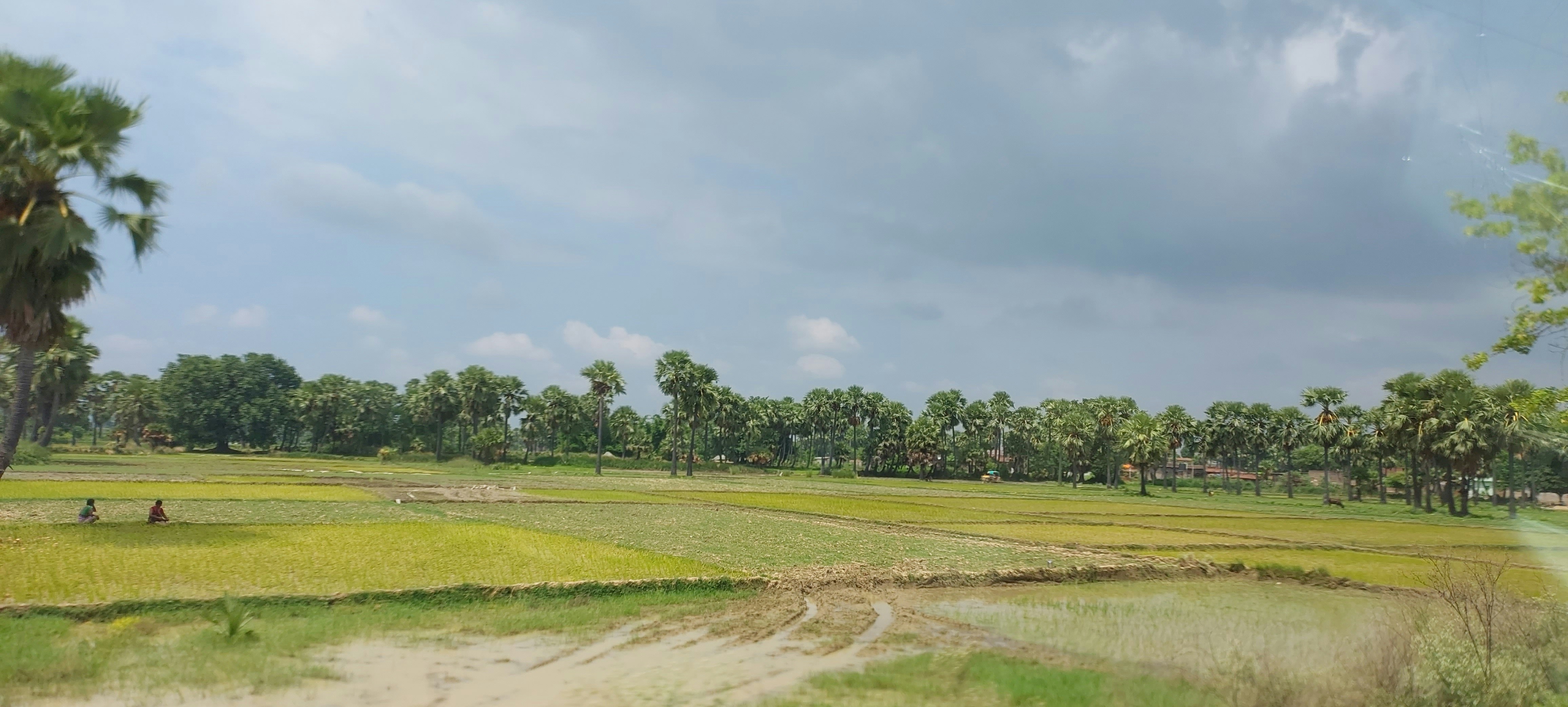 A large green field with trees photo – Free Bihar Image on Unsplash