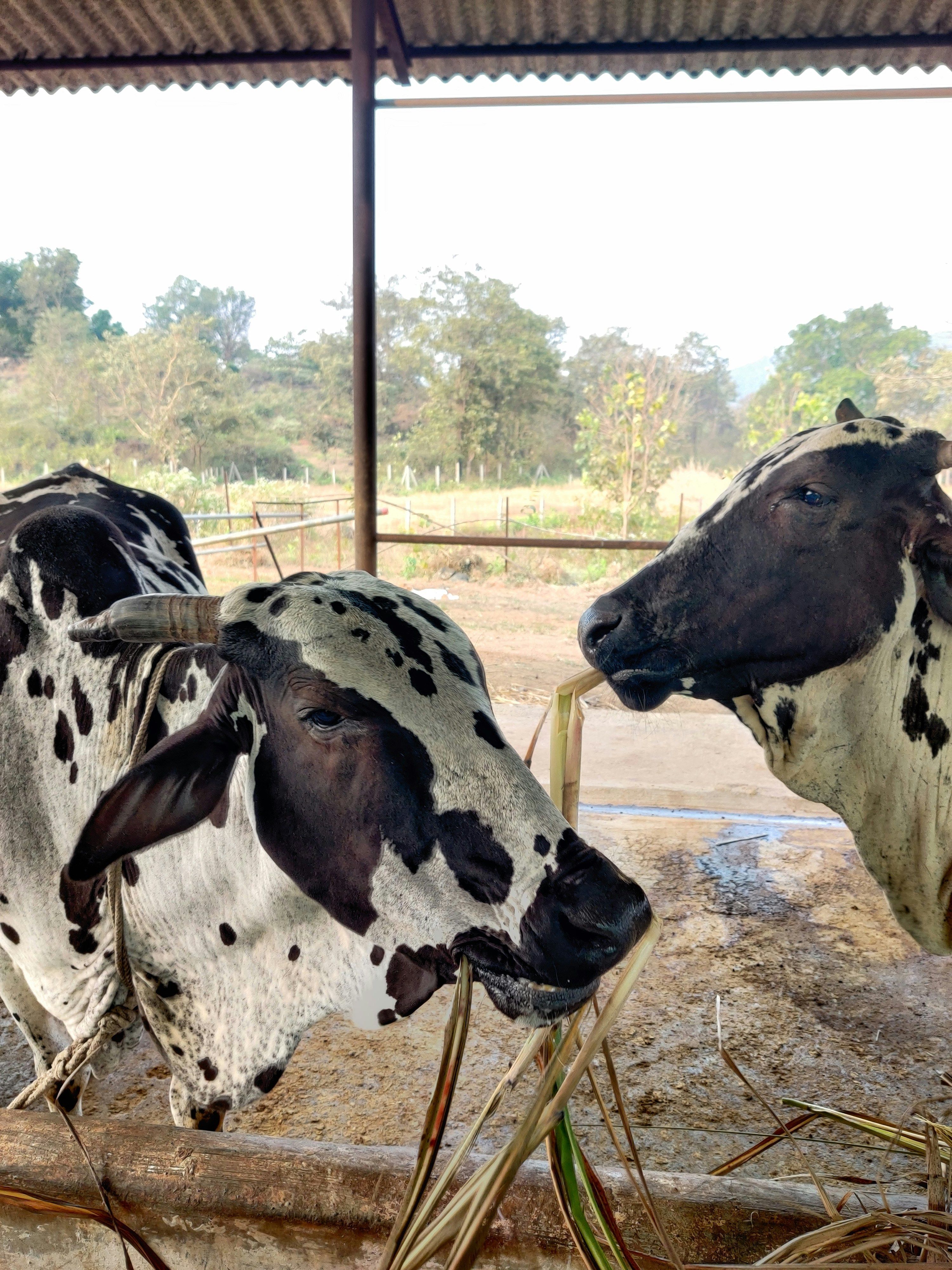 Barnside Gaze: Two Holstein Cows Share a Quiet Moment Under a Shelter