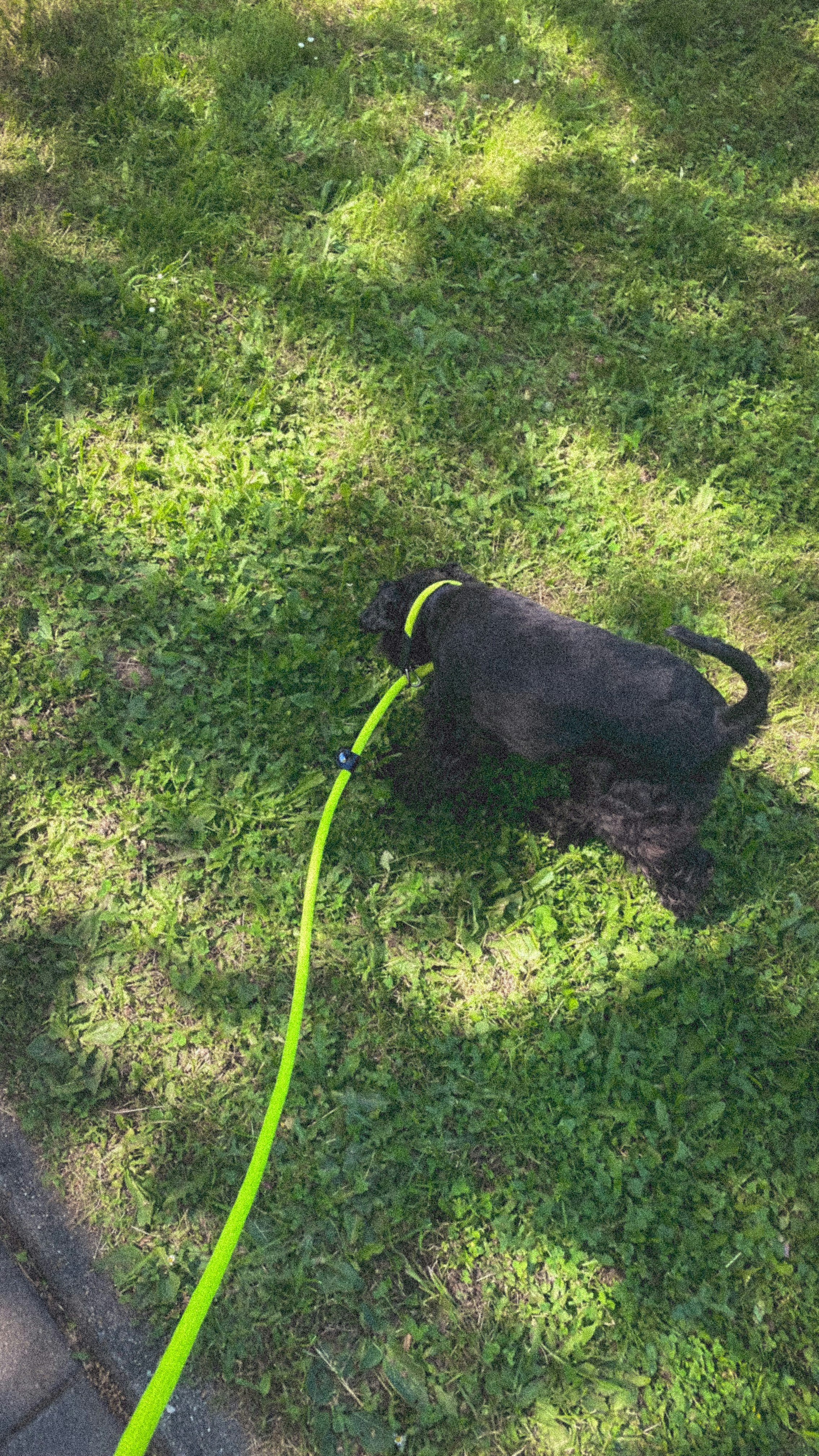 Electric Leash, Dark Retriever on a Sunlit Lawn
