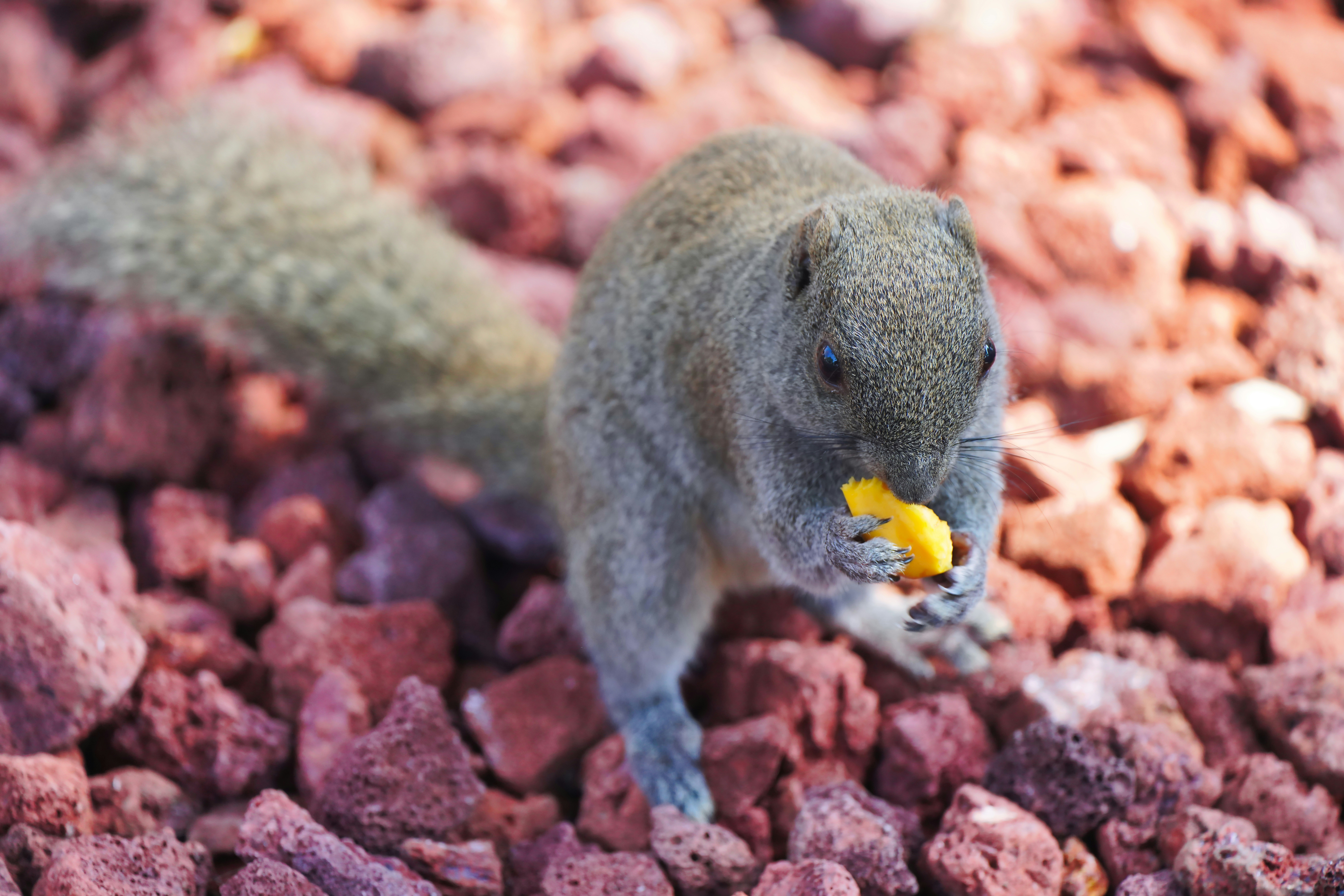 Desert Squirrel Nibbles a Sunlit Citrus Snack Between Red Pebbles