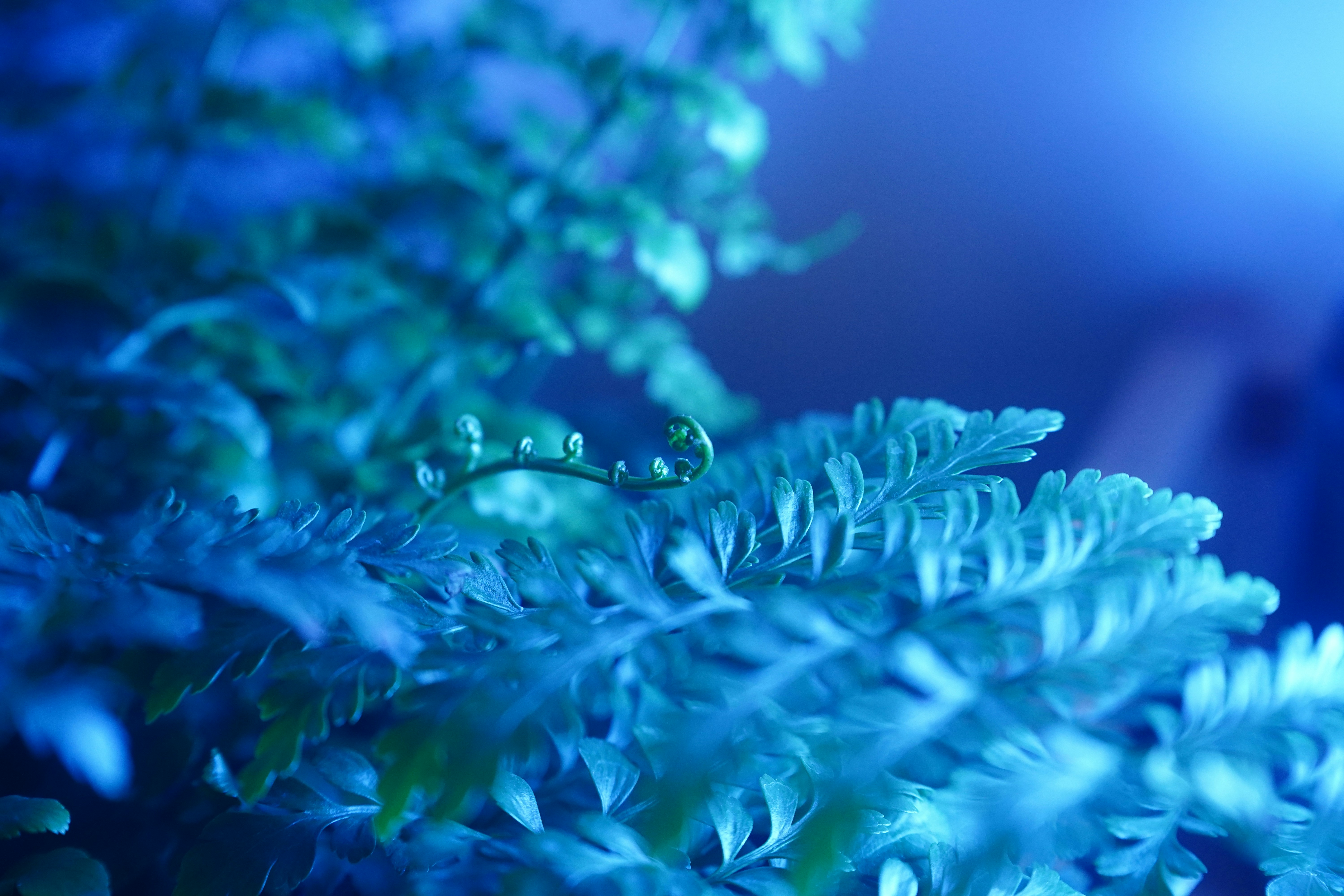 fern in house.