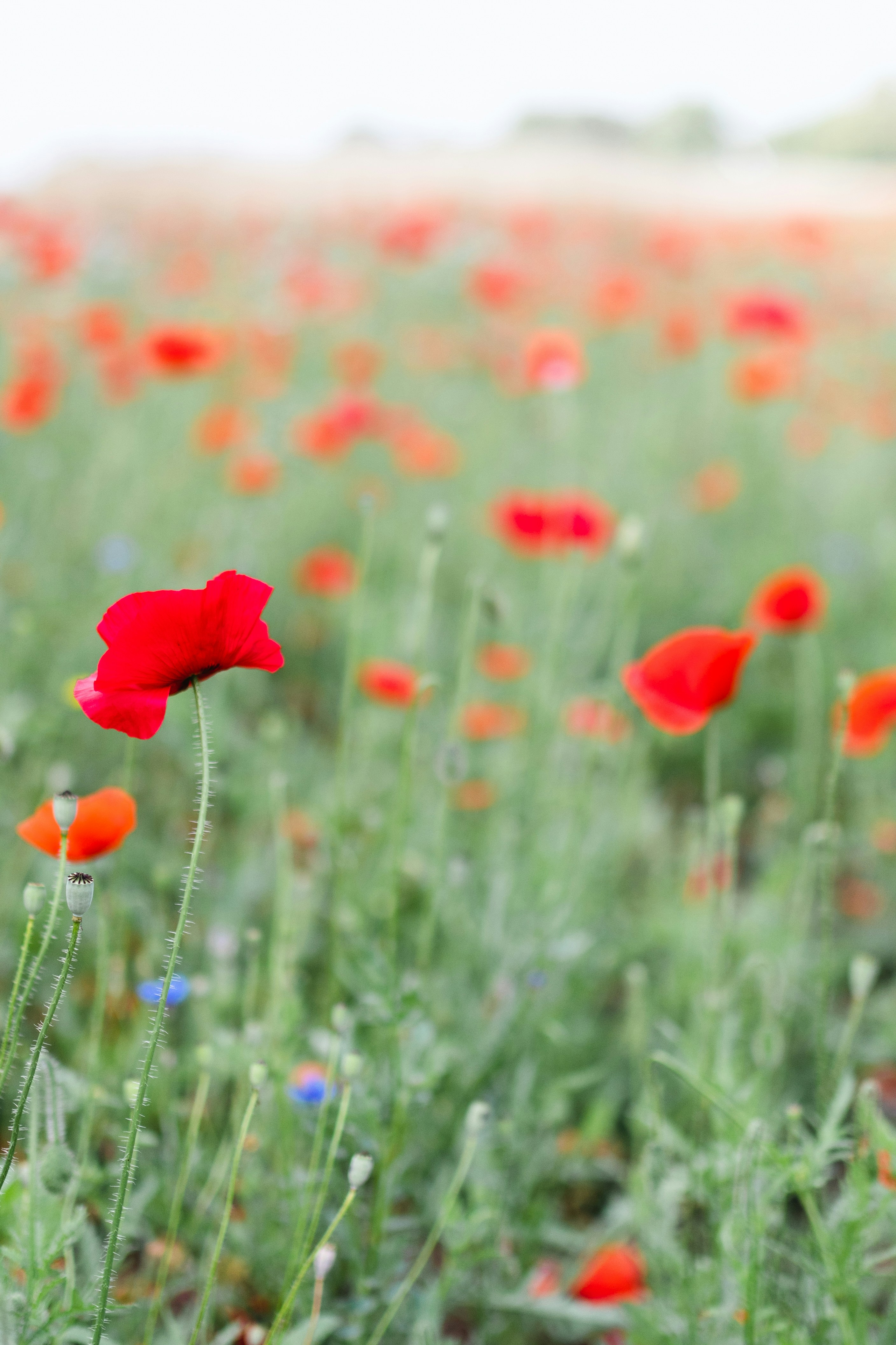 Un champ de fleurs rouges photo – Photo Plante Gratuite sur Unsplash