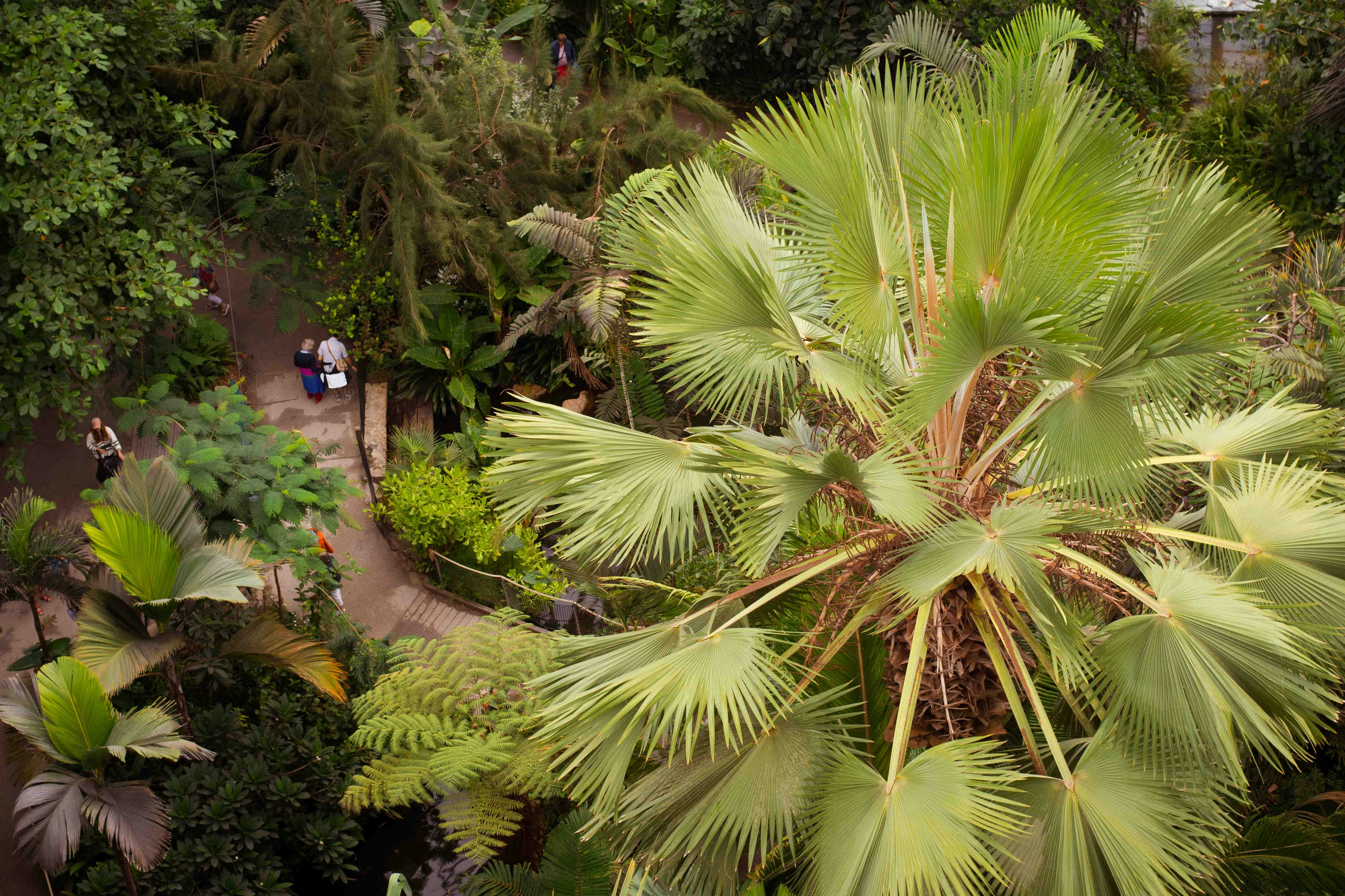 Overhead Canopy: Palm Fronds Framing a Quiet Garden Path