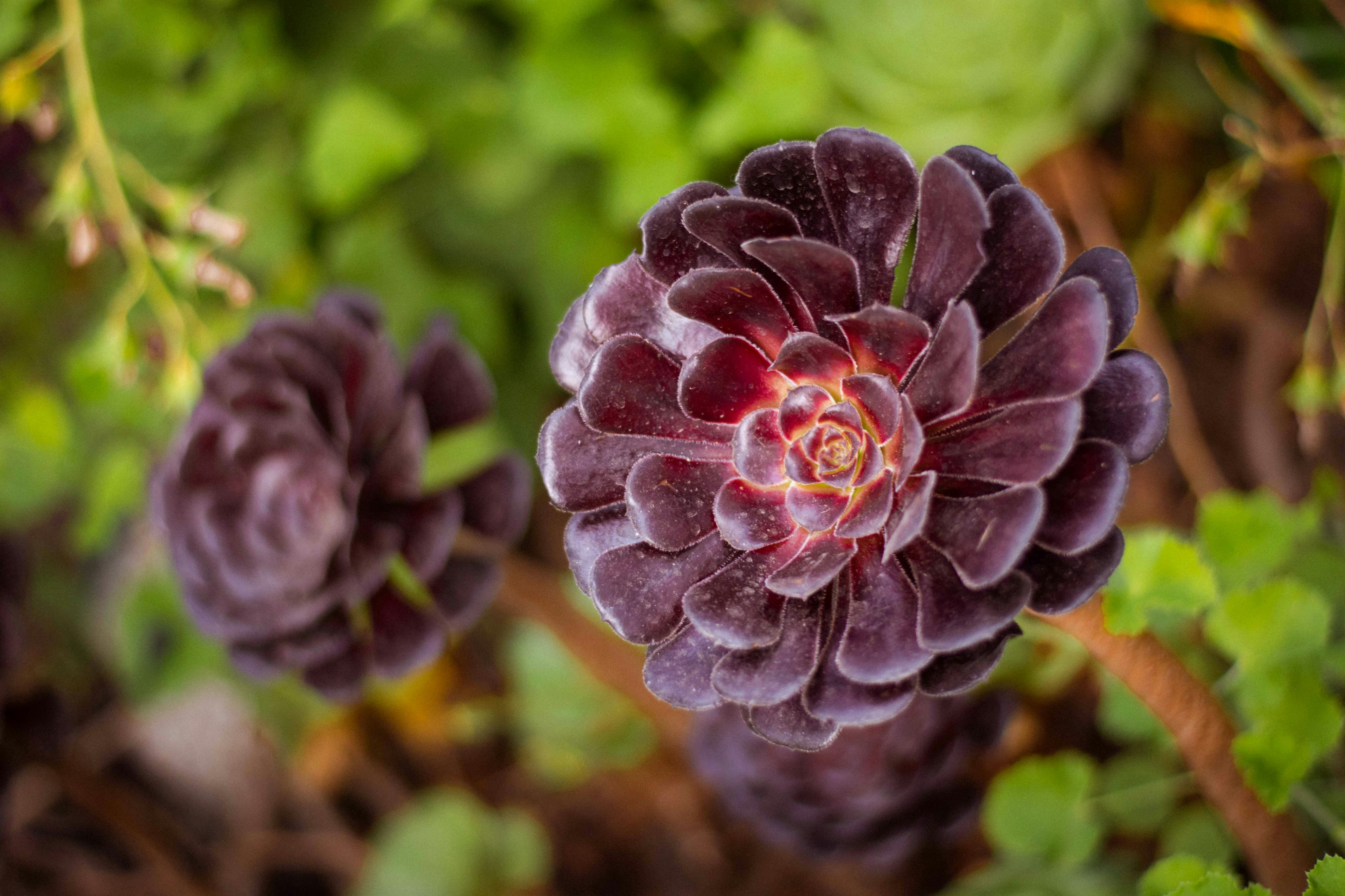 Crimson Rosette: A Close-Up of a Purple Succulent in Soft Focus Garden Greens