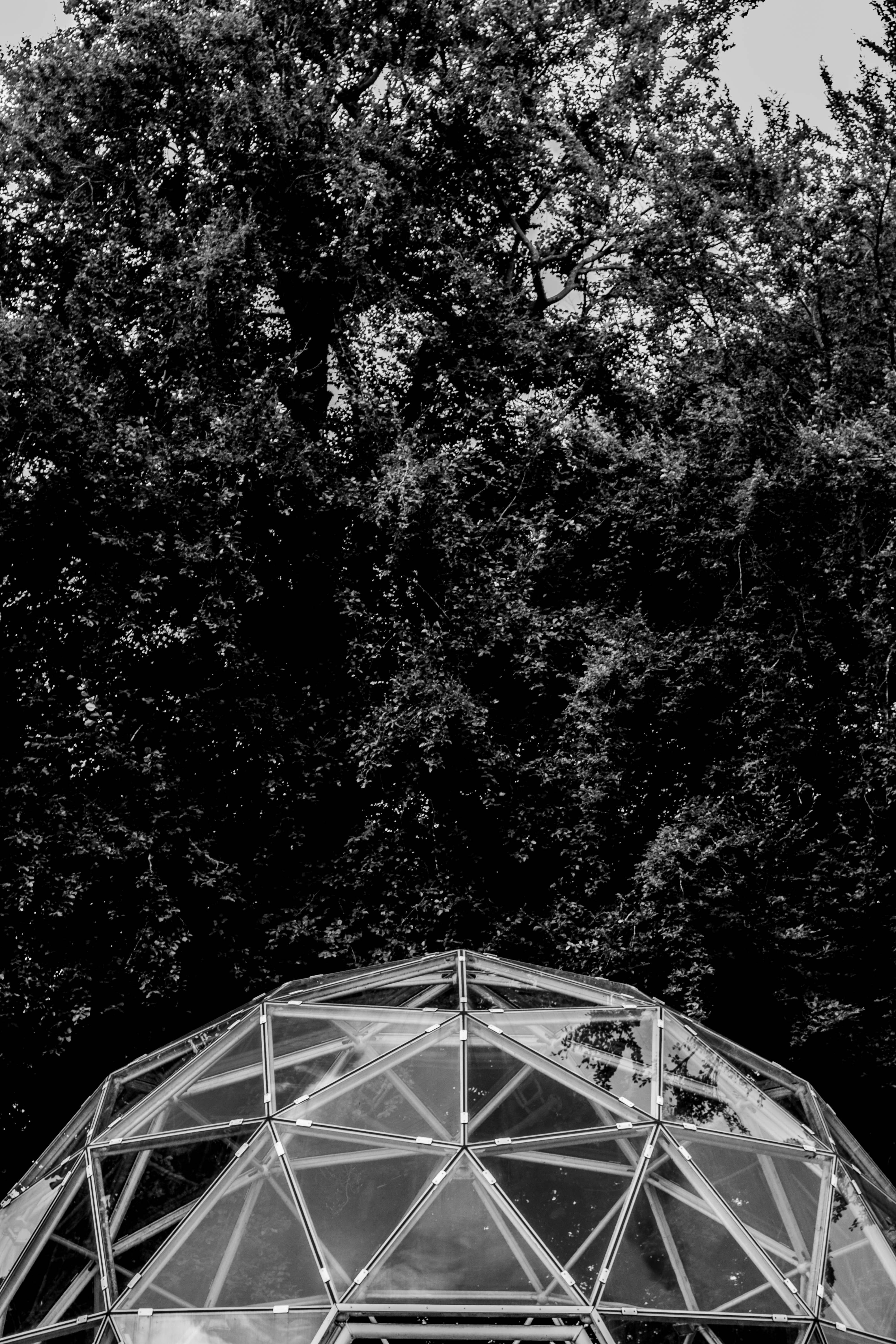 Glass Geodesic Dome Quietly Delimits the Edge of a Dense Forest