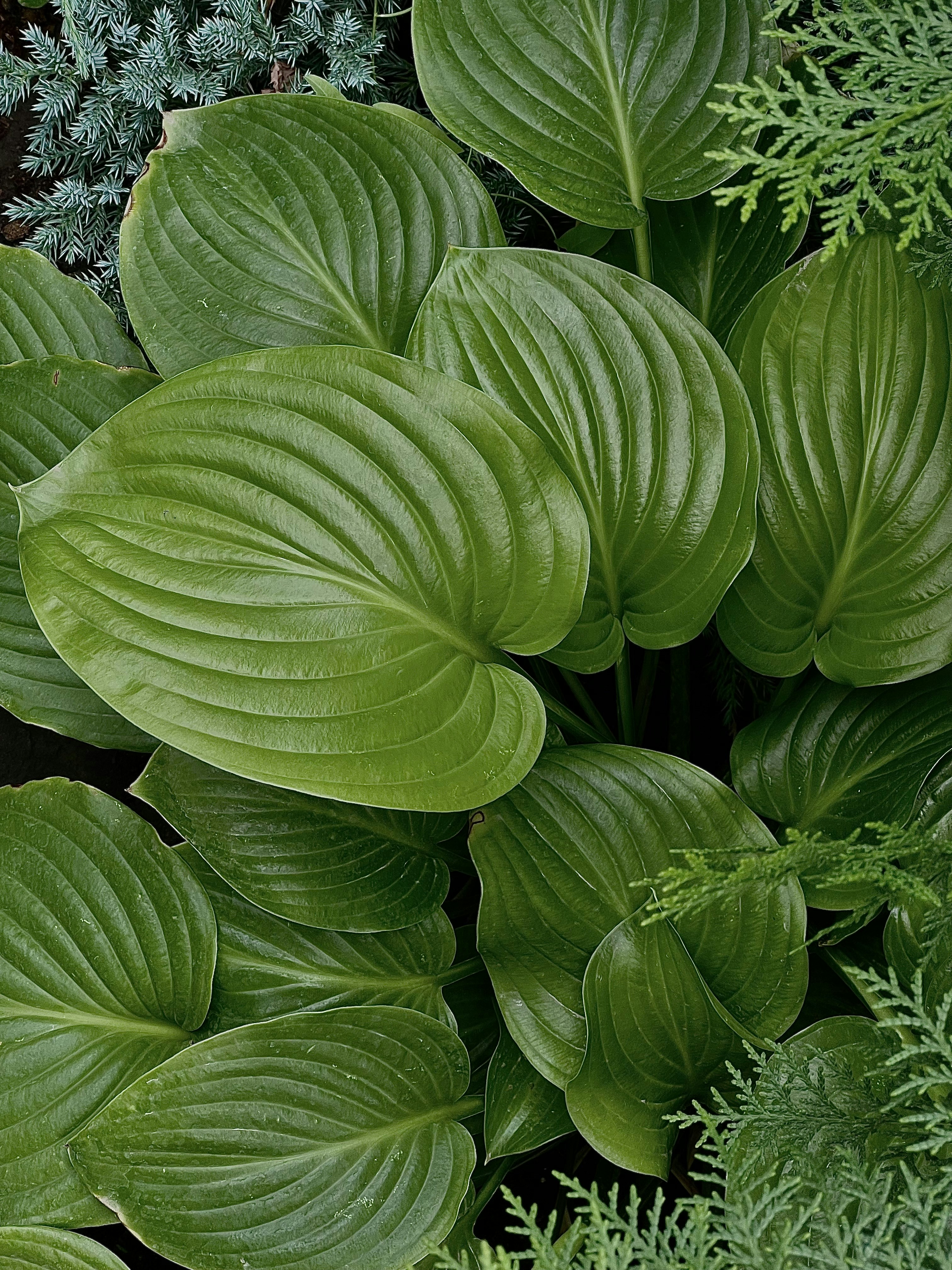 A group of green leaves photo – Free Flower Image on Unsplash