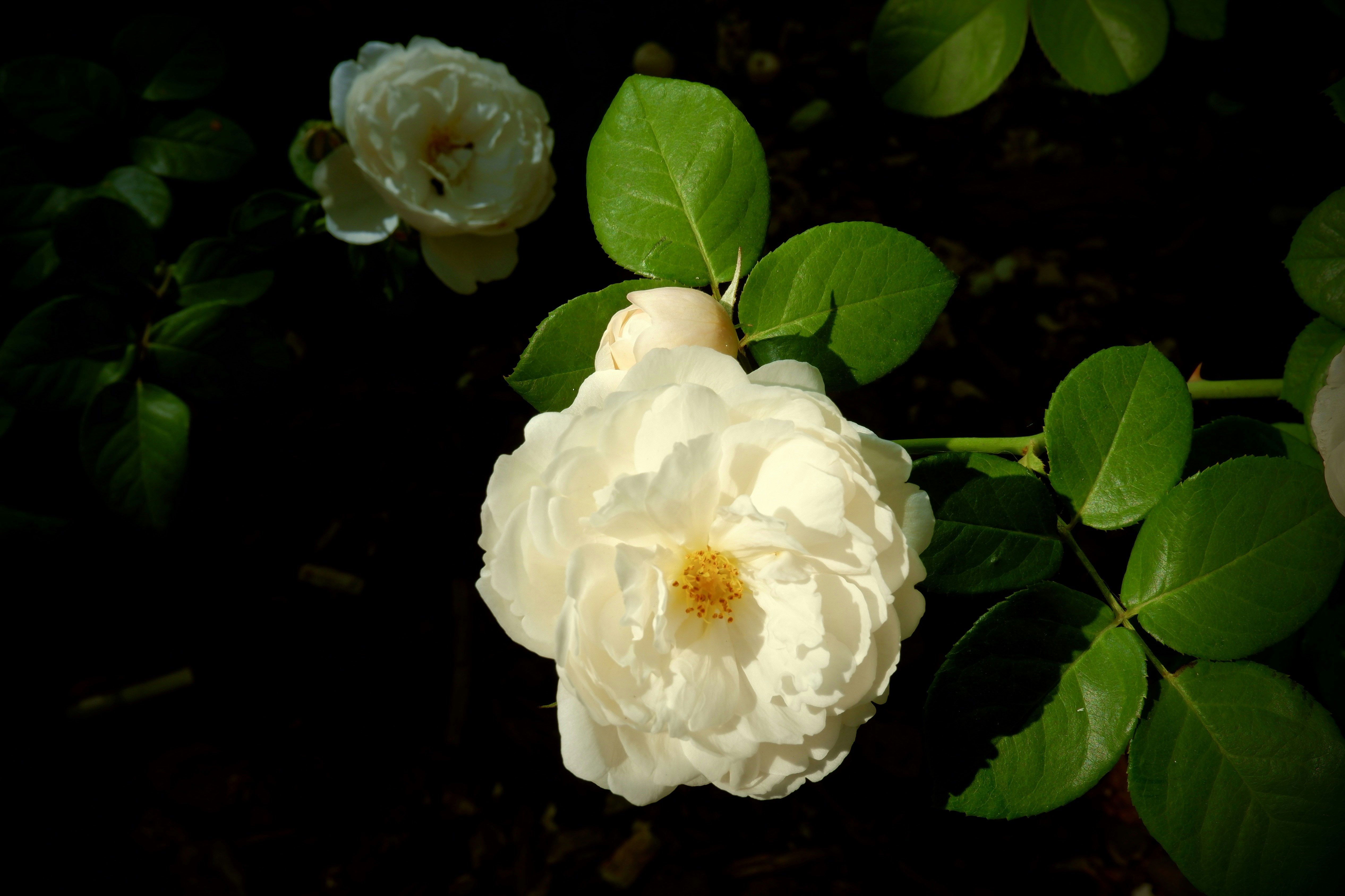 Foto Una flor blanca con hojas verdes – Imagen Varsovia gratis en Unsplash