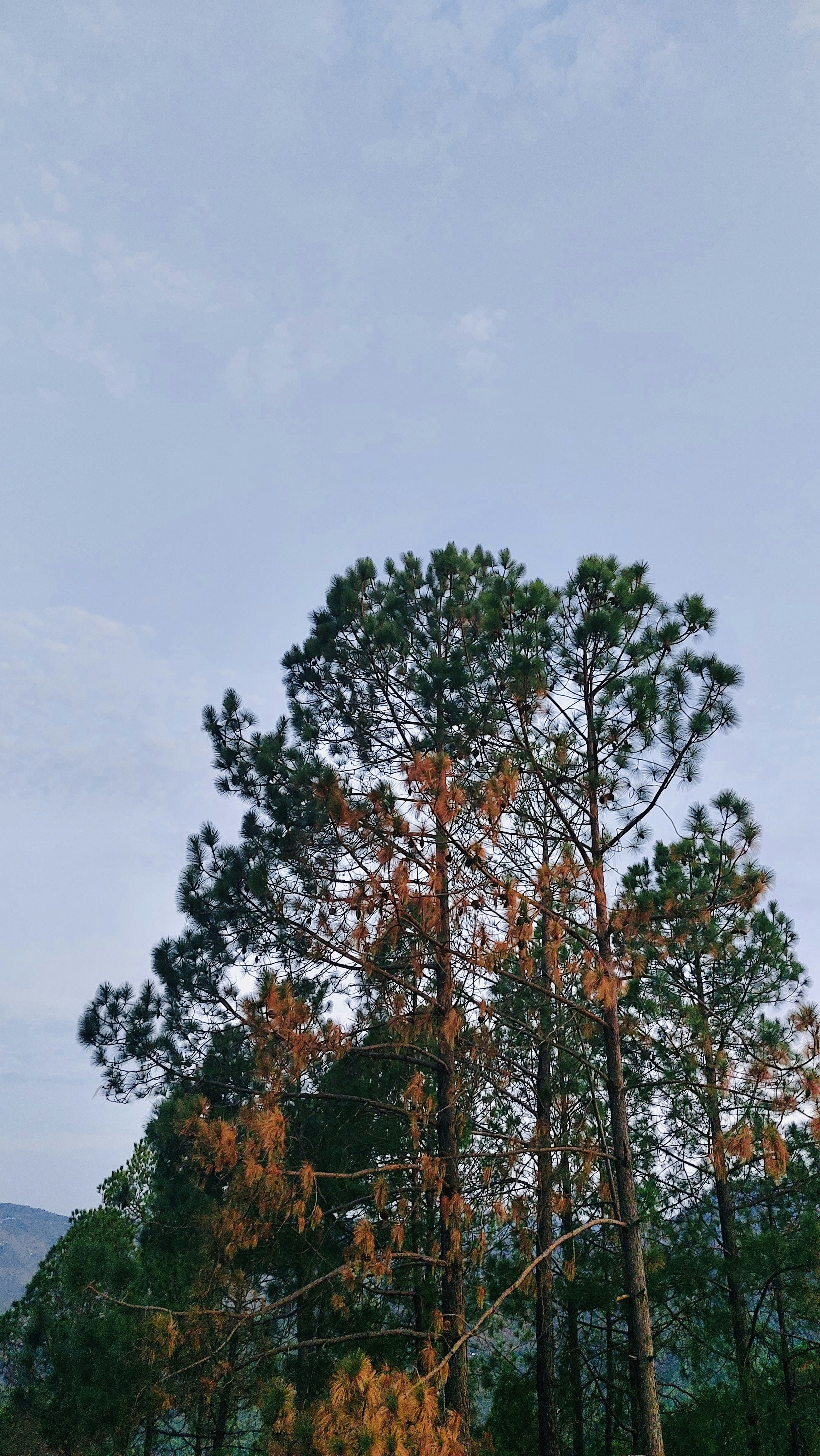 A group of trees photo – Free Uttarakhand Image on Unsplash