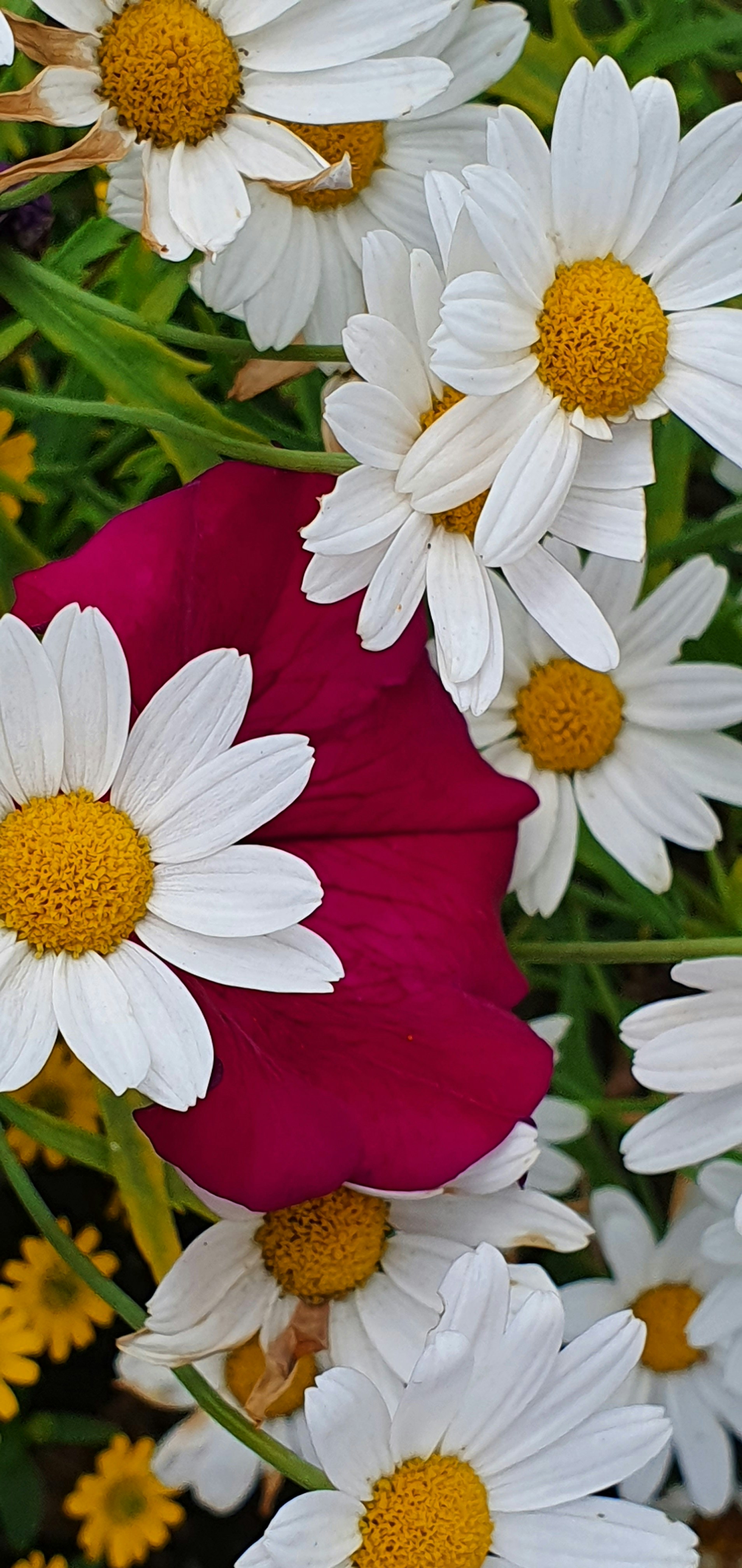 Crimson Petal Among White Daisies