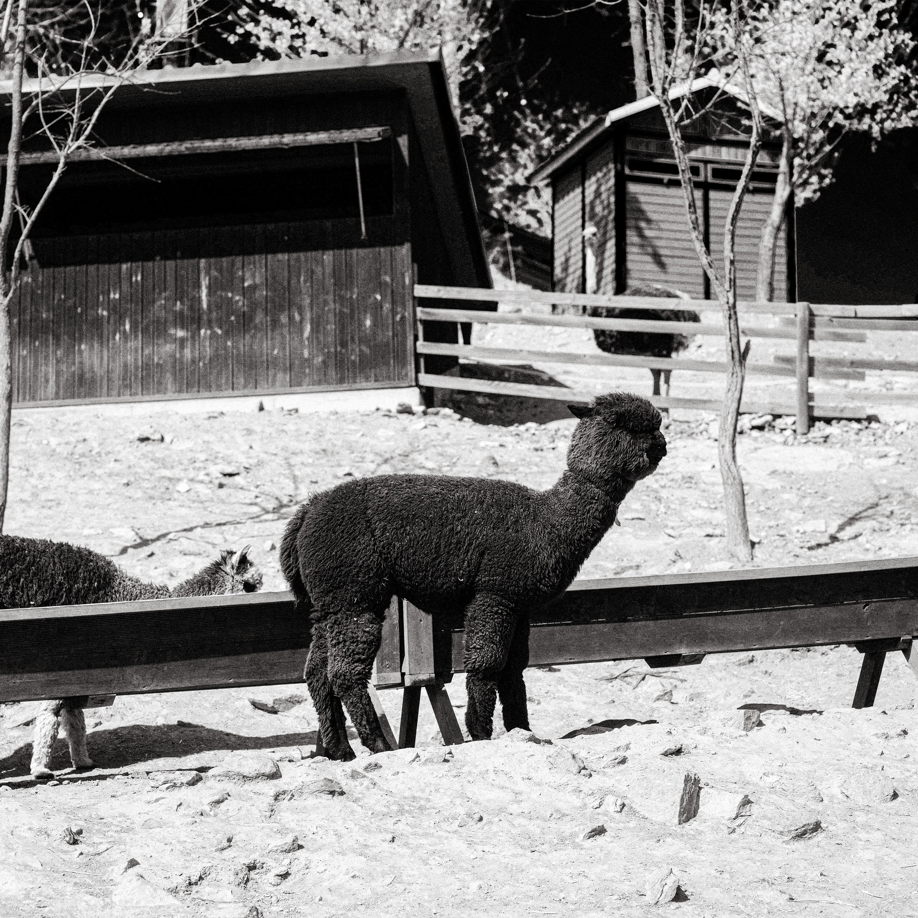 a couple of llamas in a snowy enclosure