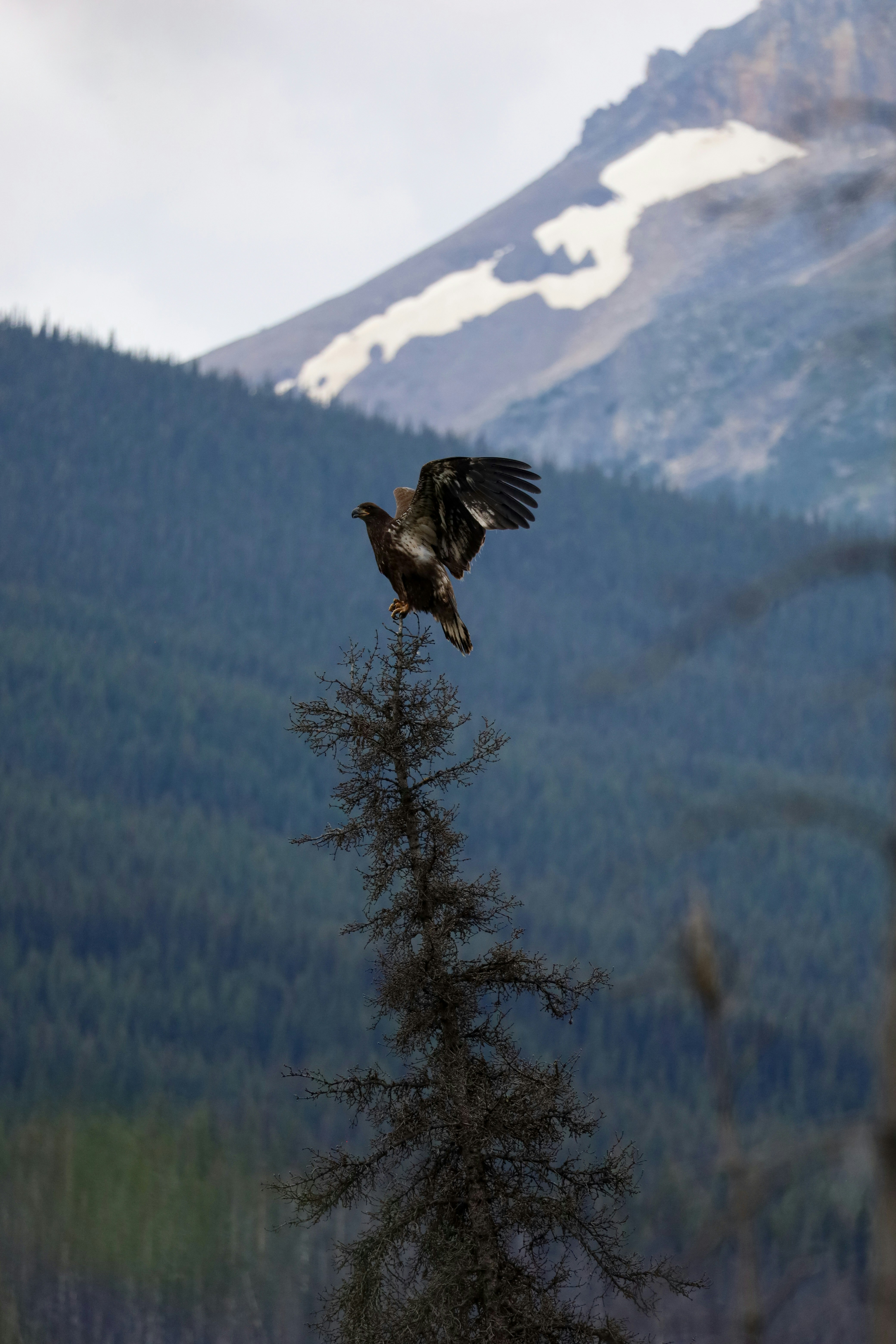A bird flying over a tree photo – Free Alberta Image on Unsplash