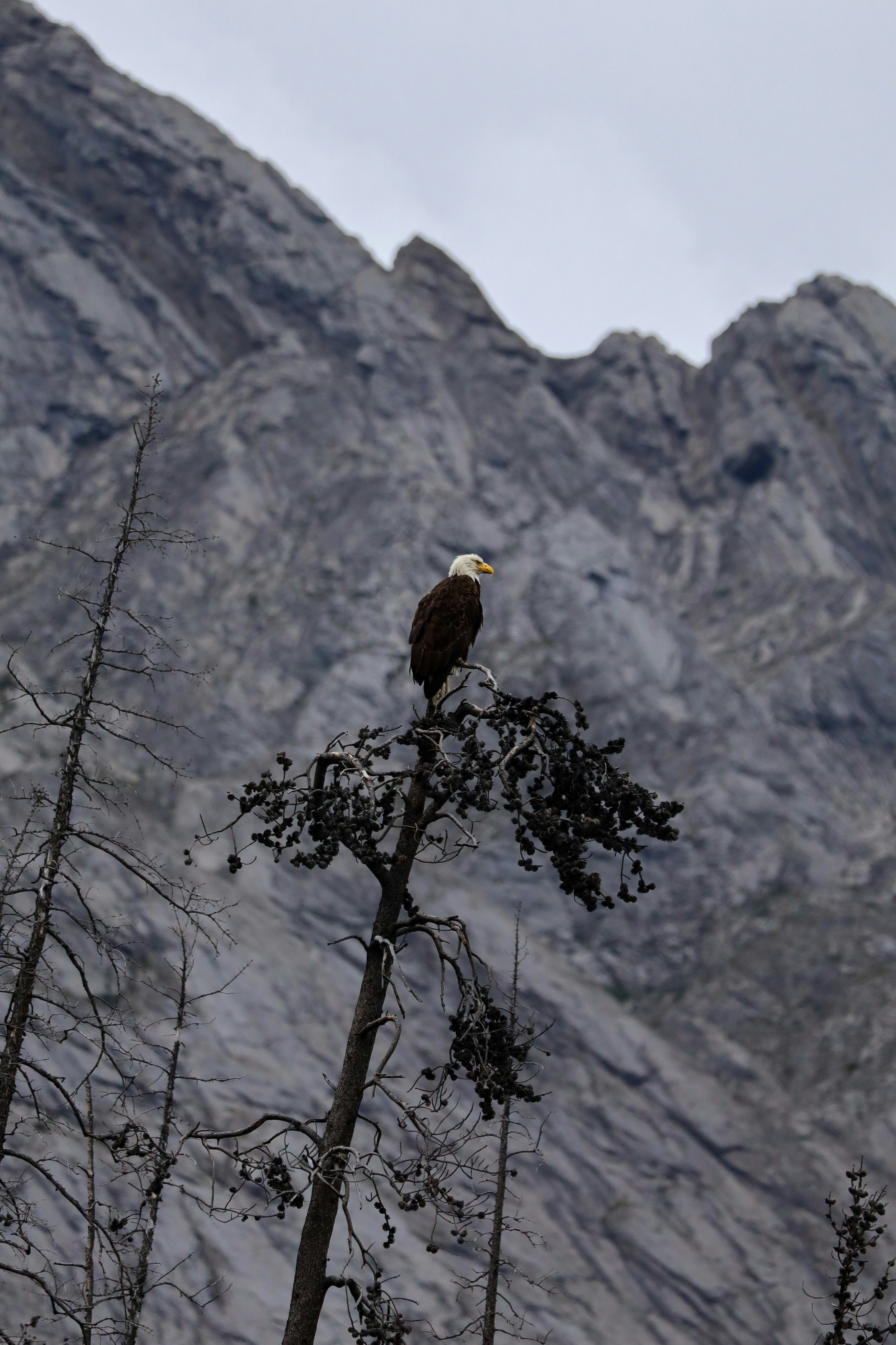 A lone bald eagle perches on a charred pine against a jagged mountain backdrop