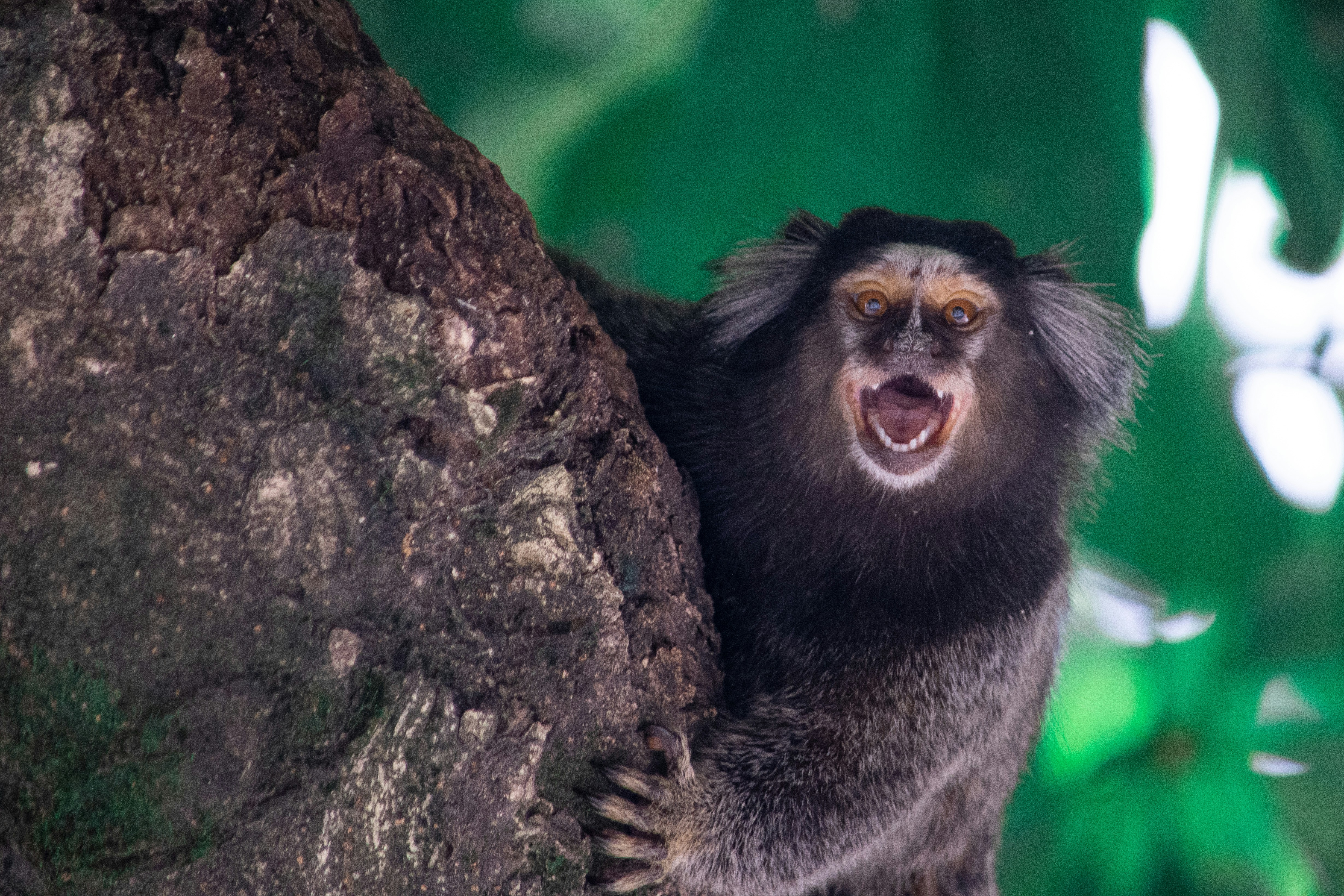 Un mono trepando a un árbol foto – Imagen de Río de Janeiro gratuita en ...