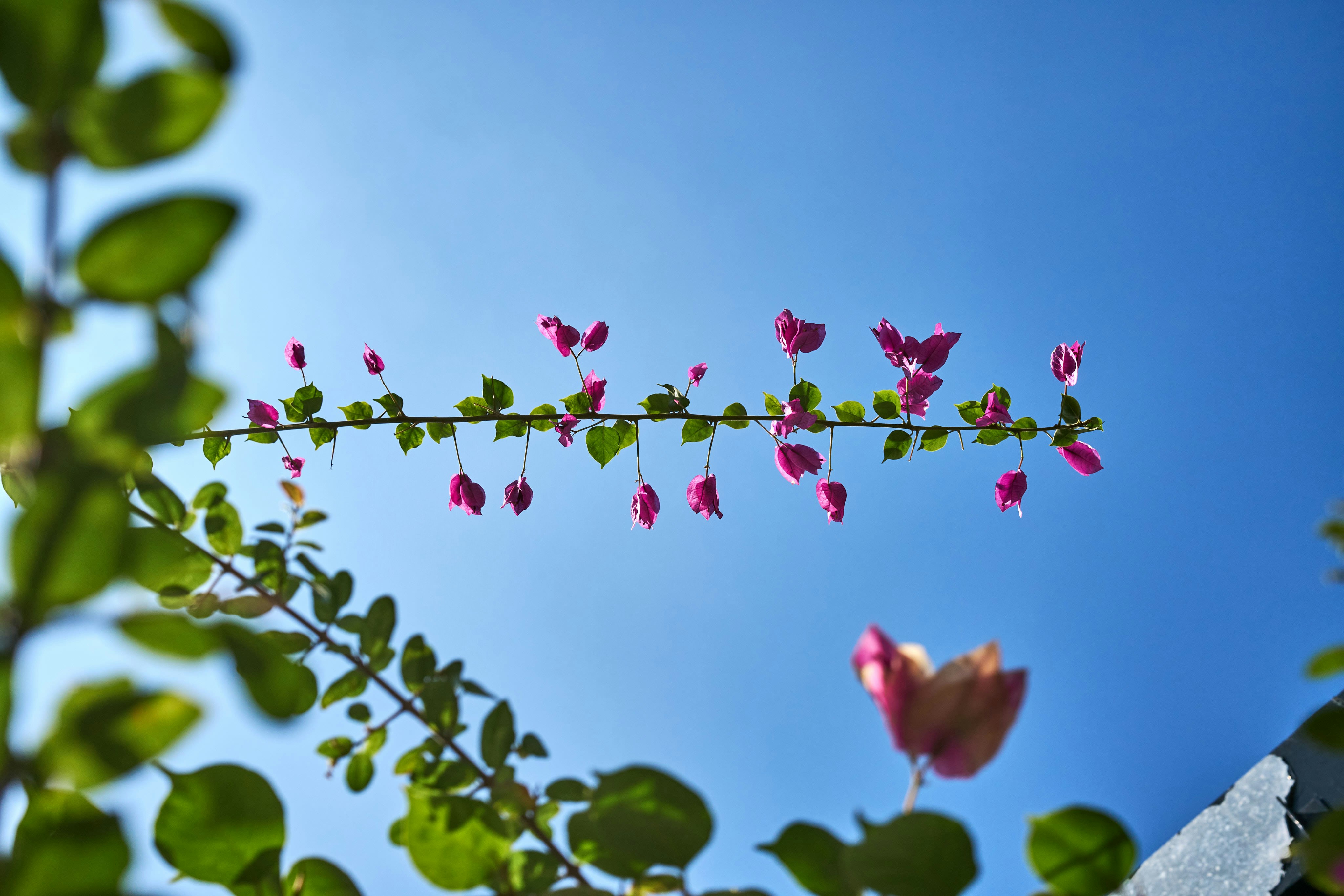 Foto zum Thema Ein Zweig mit Blumen darauf – Kostenloses Bild zu Blüte ...