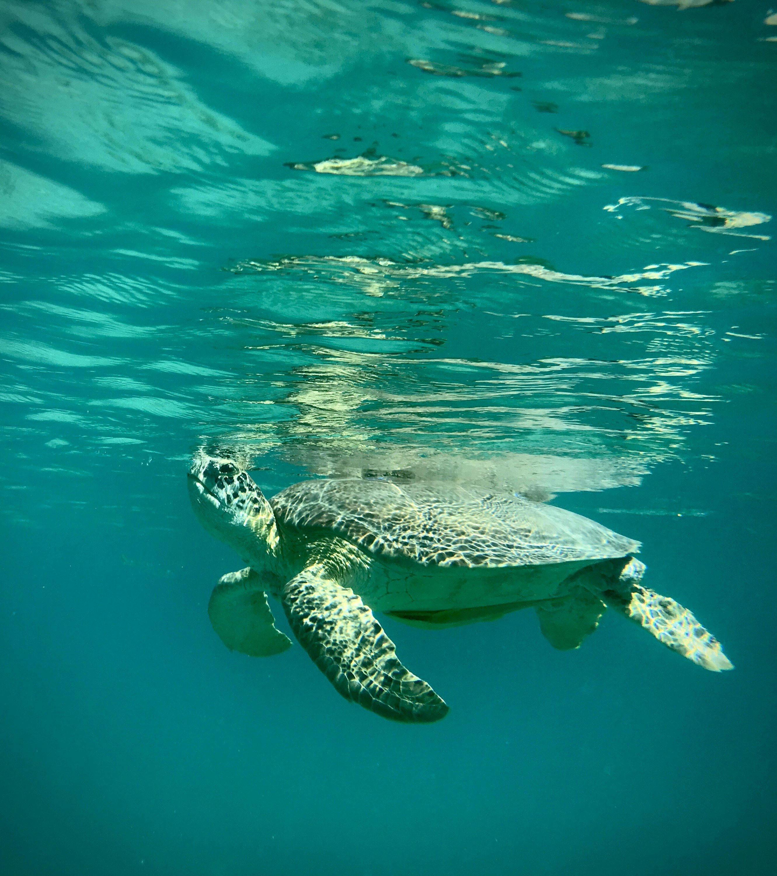A turtle swimming in the water photo – Free U.s. virgin islands Image ...