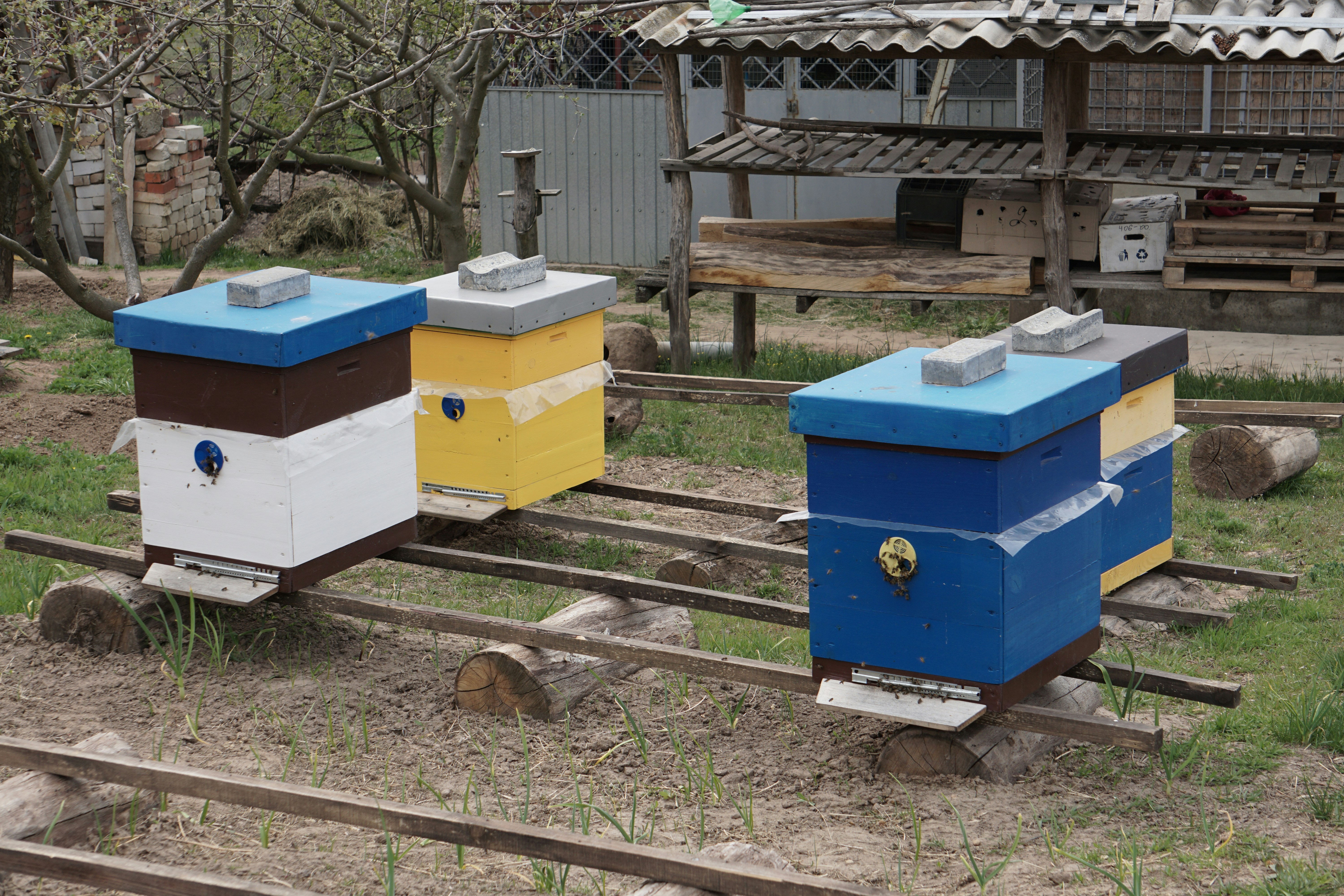 A group of blue and yellow trains photo – Free Bee evidence Image on ...