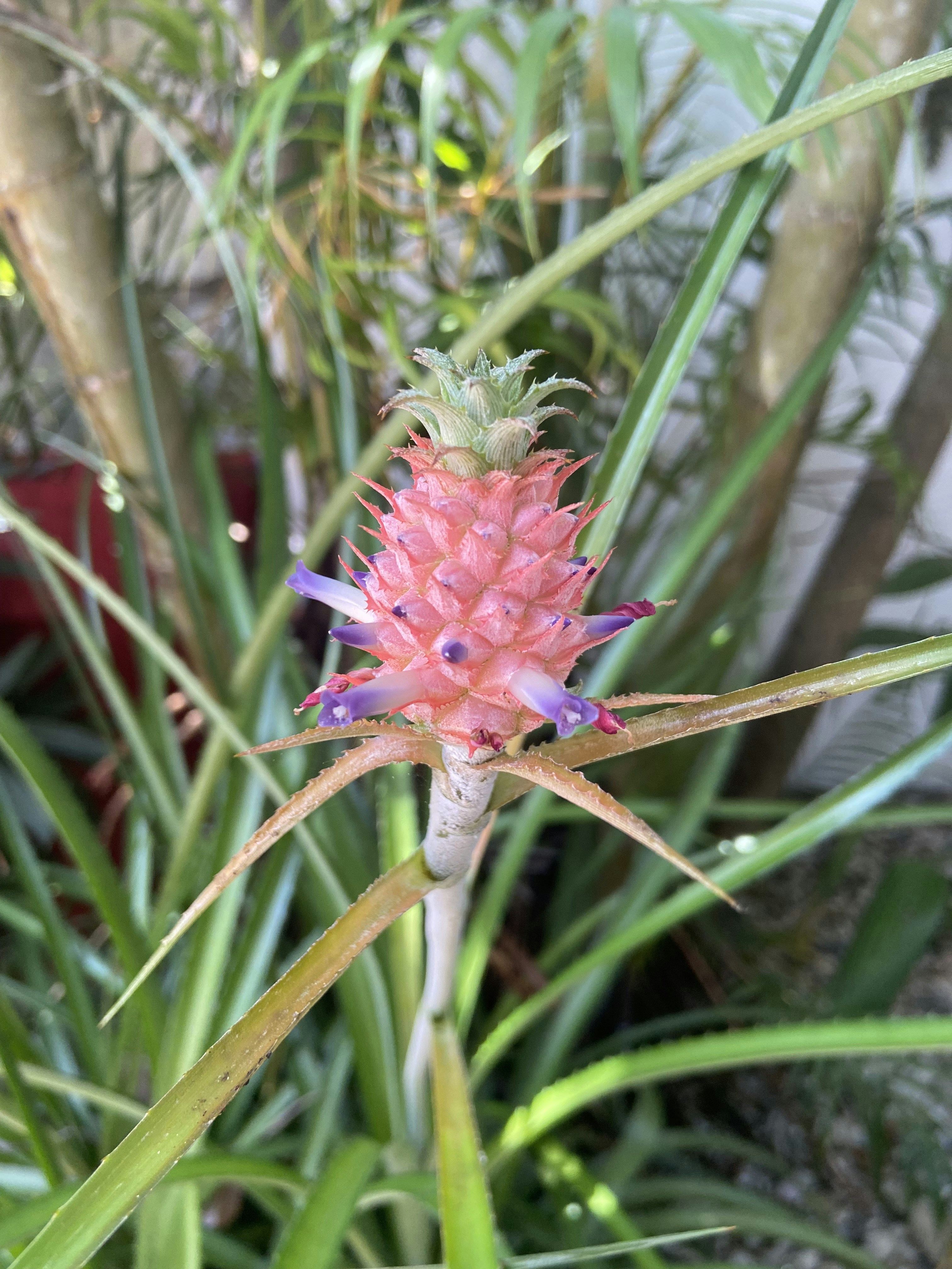 Pink Bromeliad Crown: a close-up of a garden bloom among sharp greens