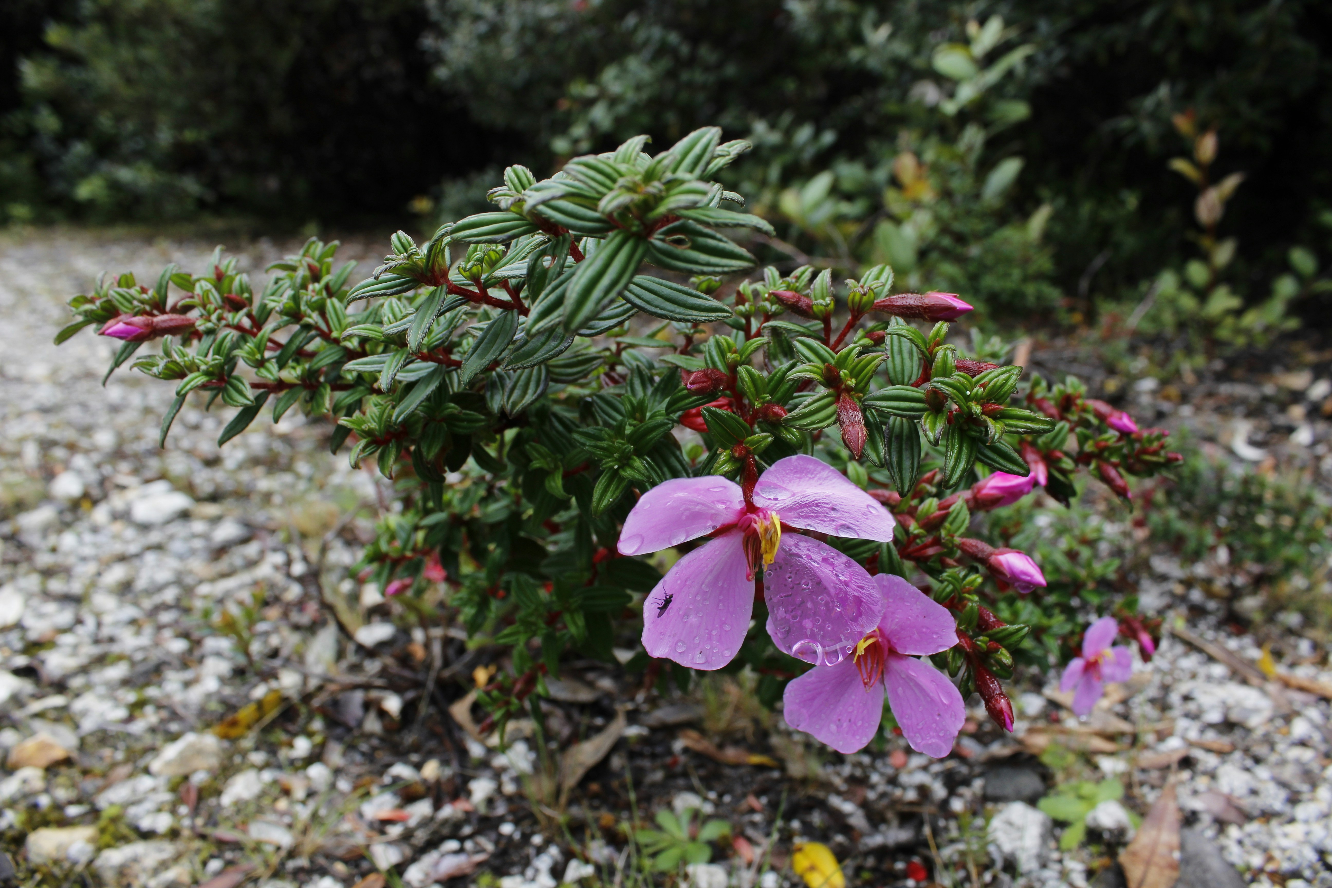 Petal Spotlight on Gravel: A Quiet Bloom Among Pebbles