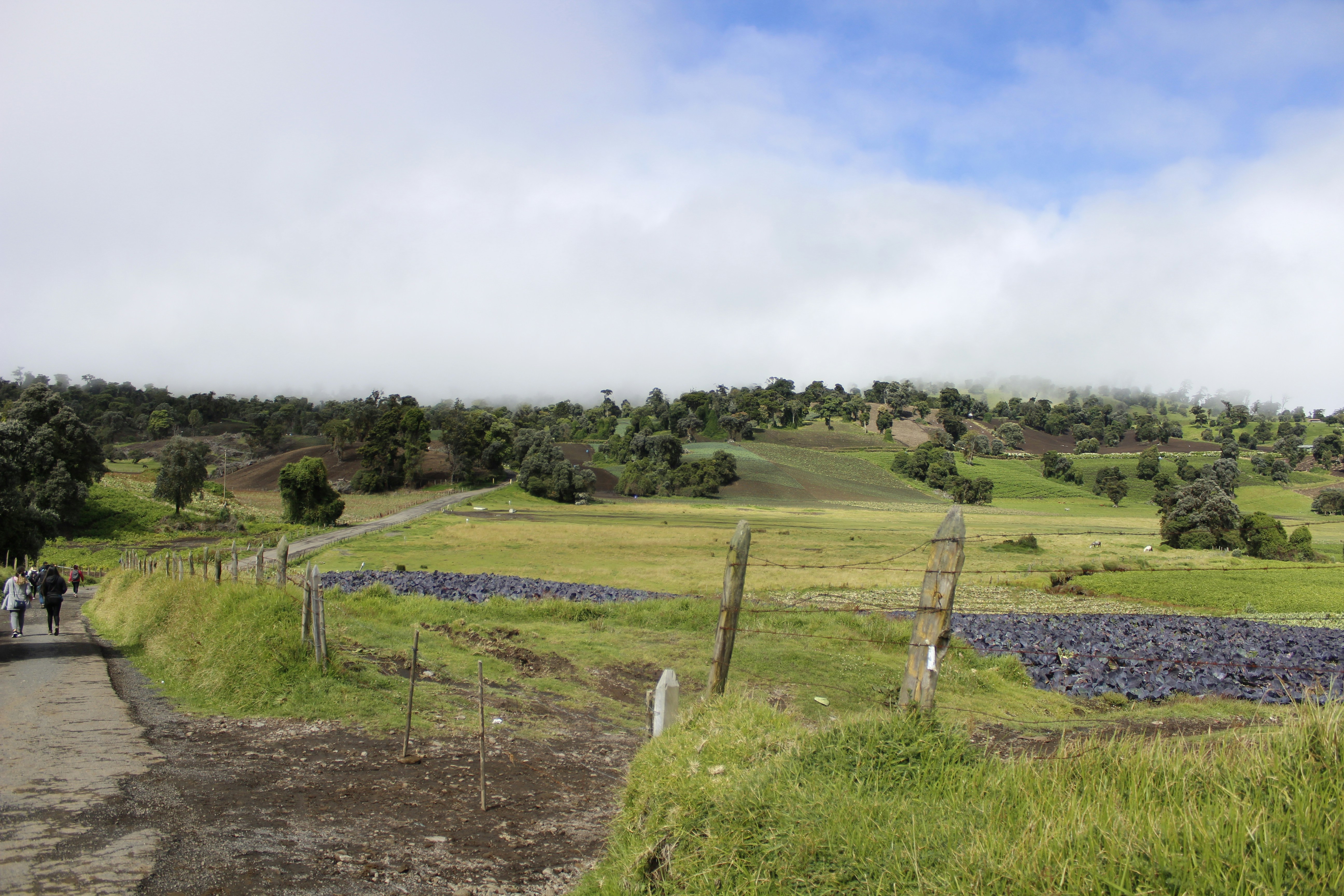 Fence-lined Trail toward Rolling Hills Under a Soft Cloud Bank