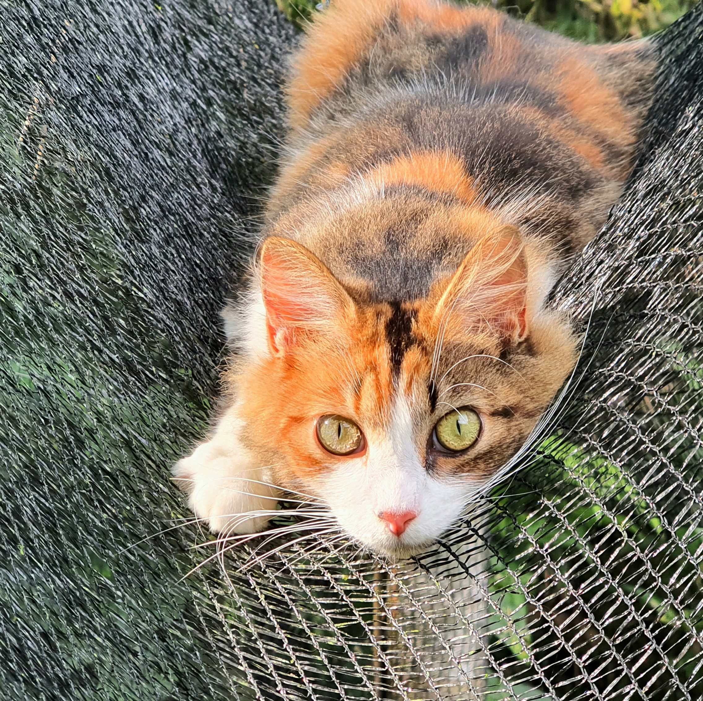 a cat lying on a blanket